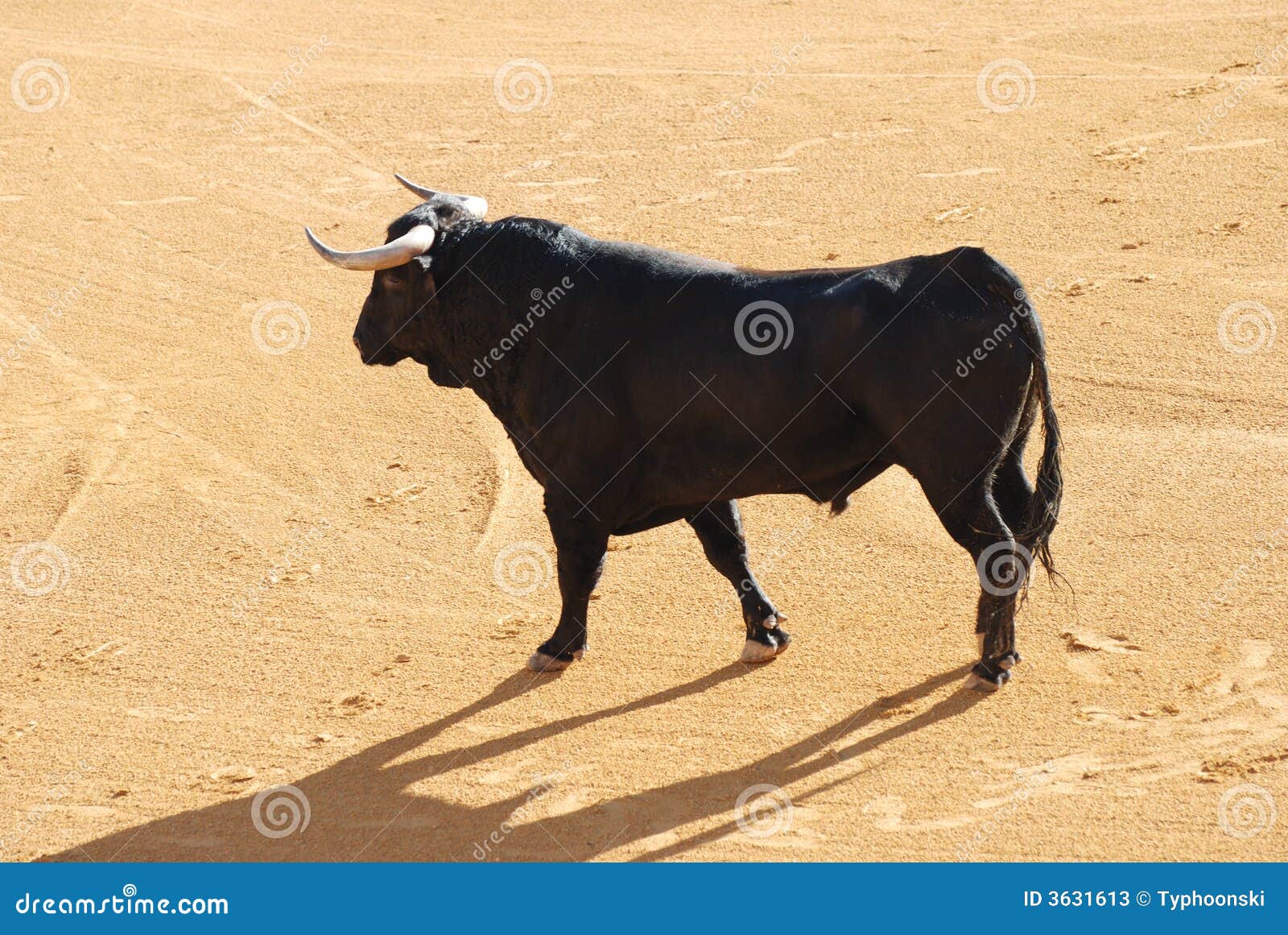Schwarzer Stier in Der Arena Stockbild - Bild von männlich, stierkämpfe ...