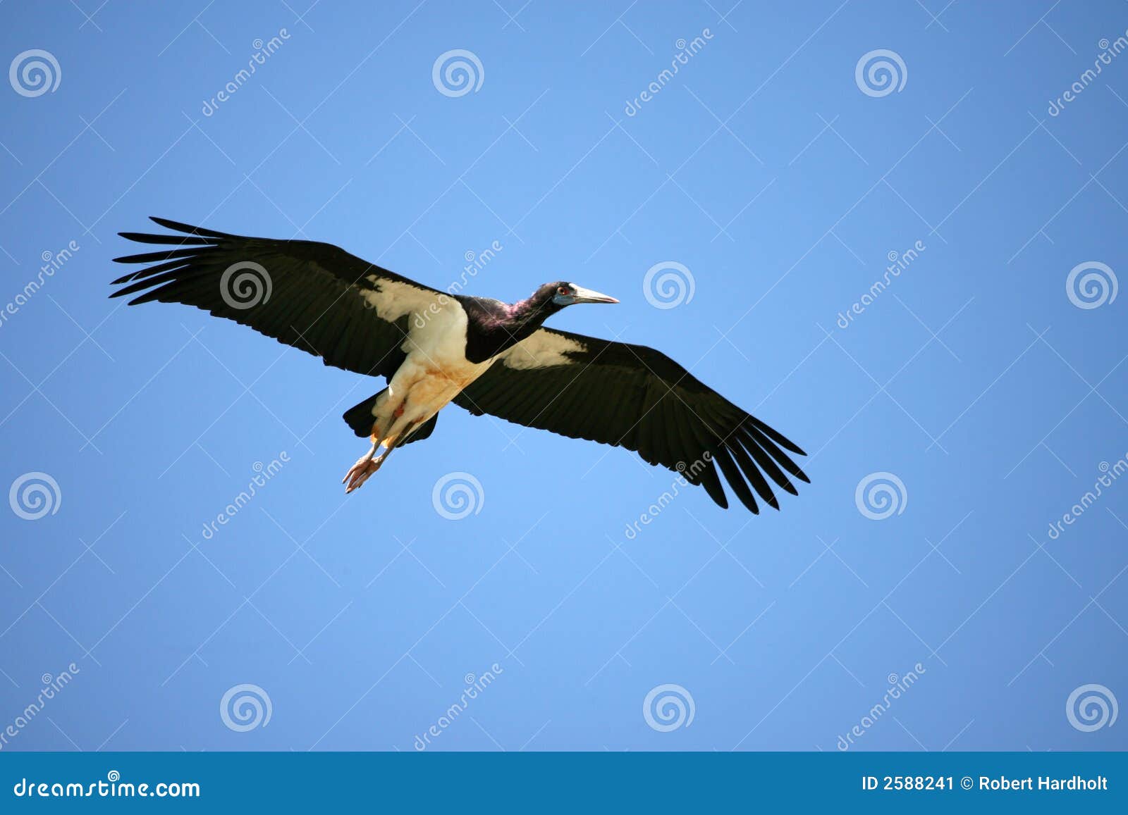 Schwarzer Storch in Amboseli Kenia Stockbild - Bild von afrika, storch ...