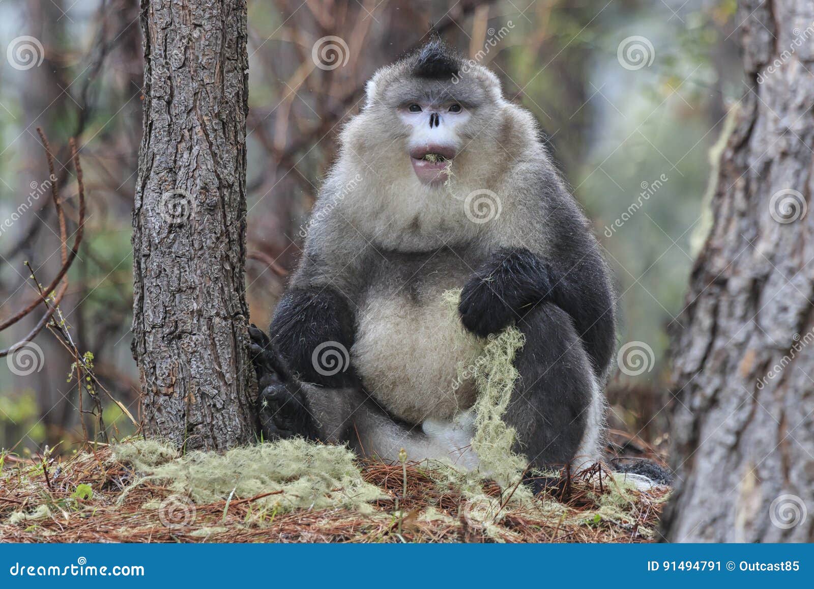 Schwarzer Stupsnasiger Affe Rhinopithecus Bieti Yunnans Stockbild ...
