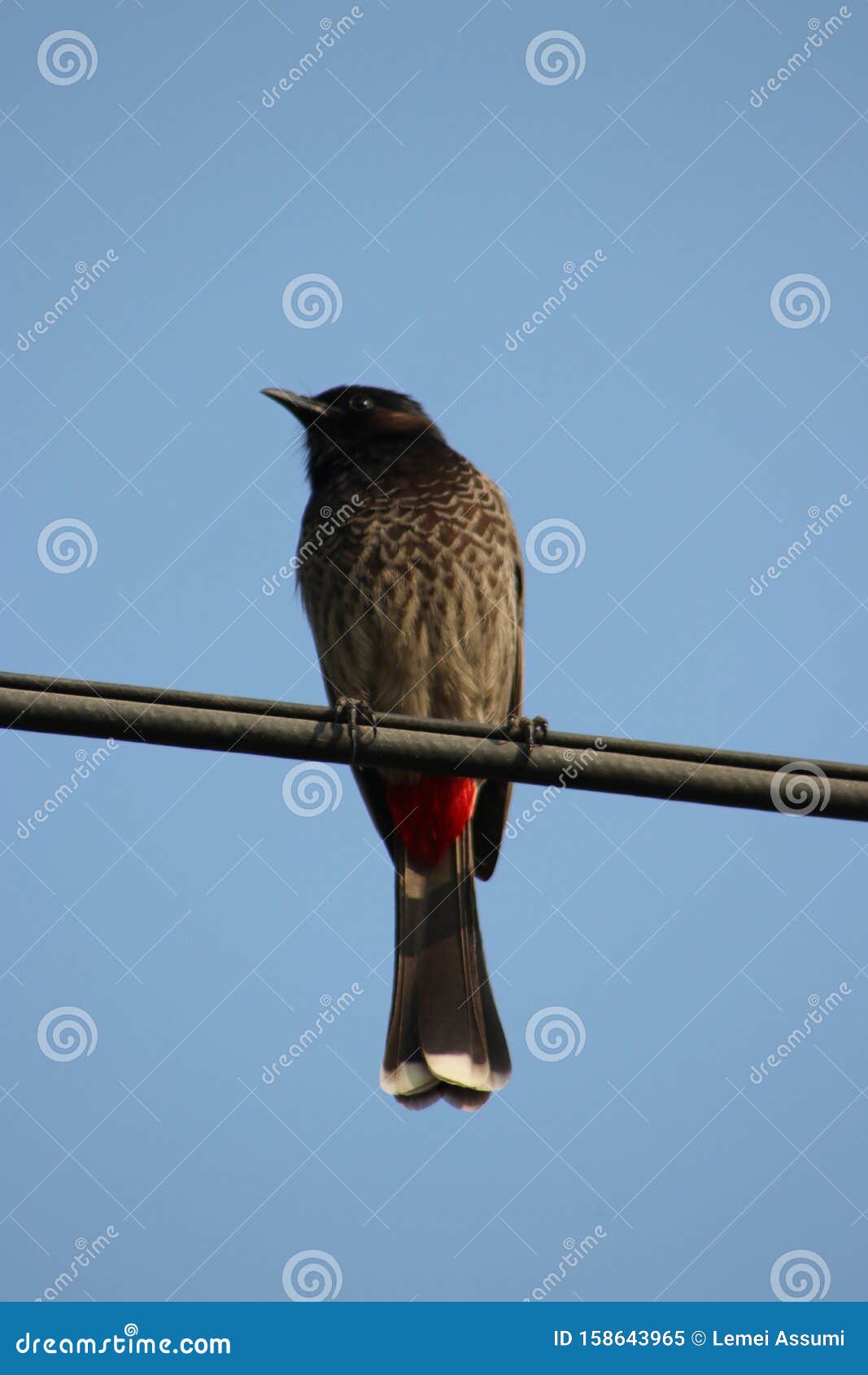 Schwarzer Vogel stockbild. Bild von vogel, fotographie - 158643965