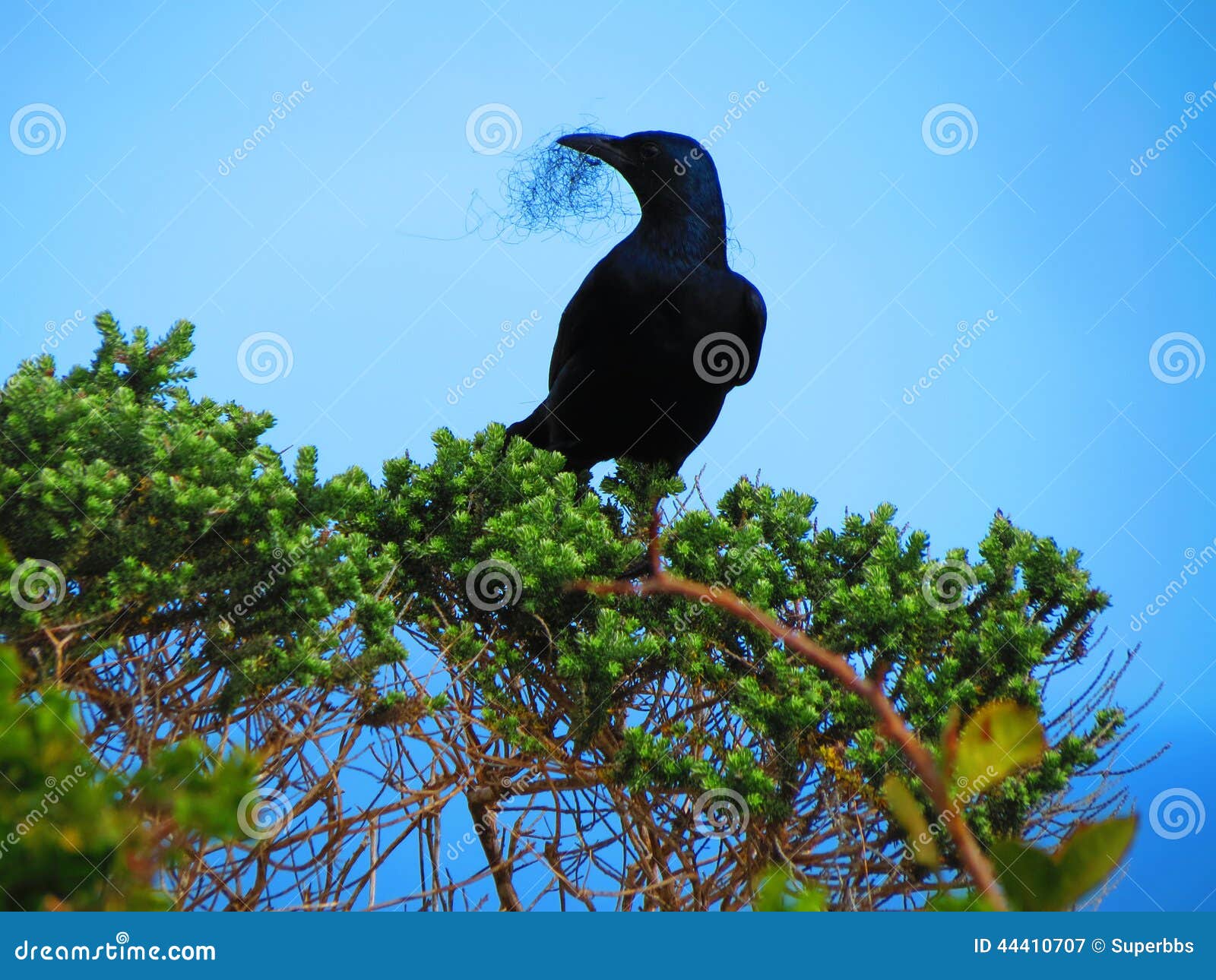 Schwarzer Vogel, Der Sein Nest Macht Stockbild - Bild von nave, wild ...