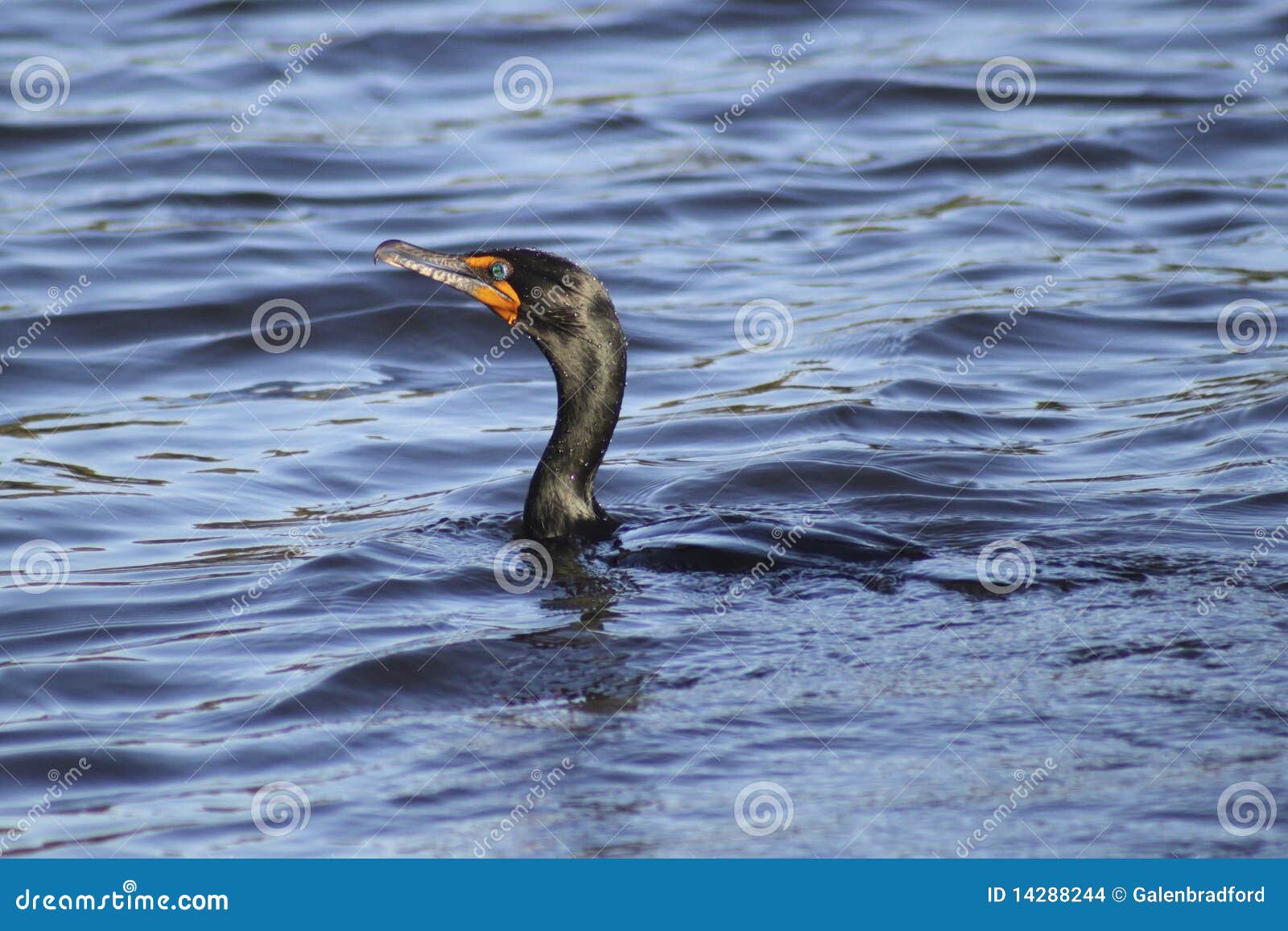 Schwarzer Vogel im Wasser stockfoto. Bild von wasser - 14288244