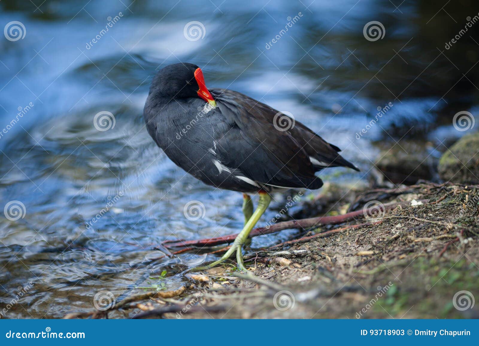 Schwarzer Vogel Mit Einem Roten Schnabel Geht in Den Park Stockbild ...