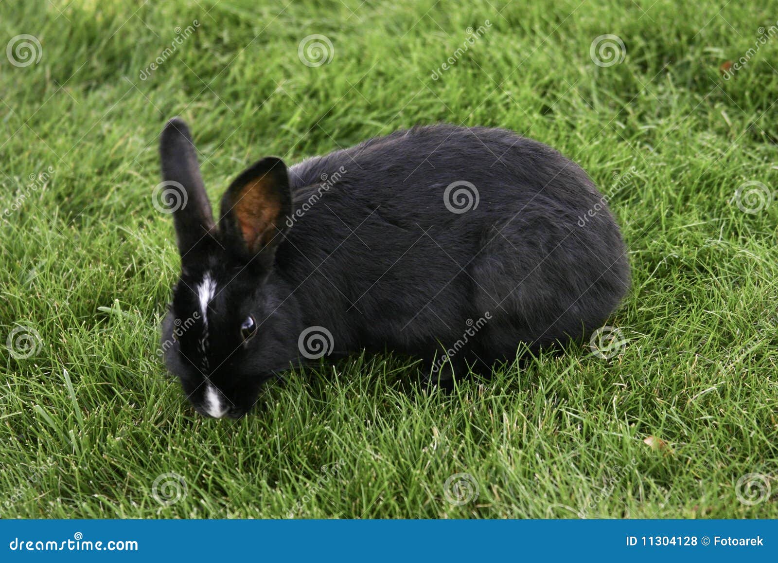 Schwarzes Kaninchen stockfoto. Bild von grün, gras, farbe - 11304128