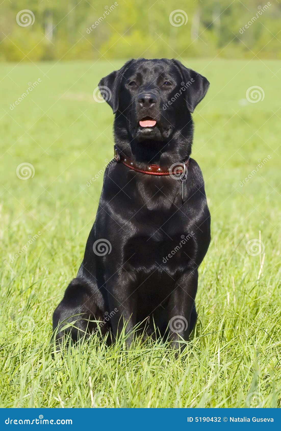 Schwarzes Labrador-Apportierhundportrait, Sitzendes Positio Stockfoto ...