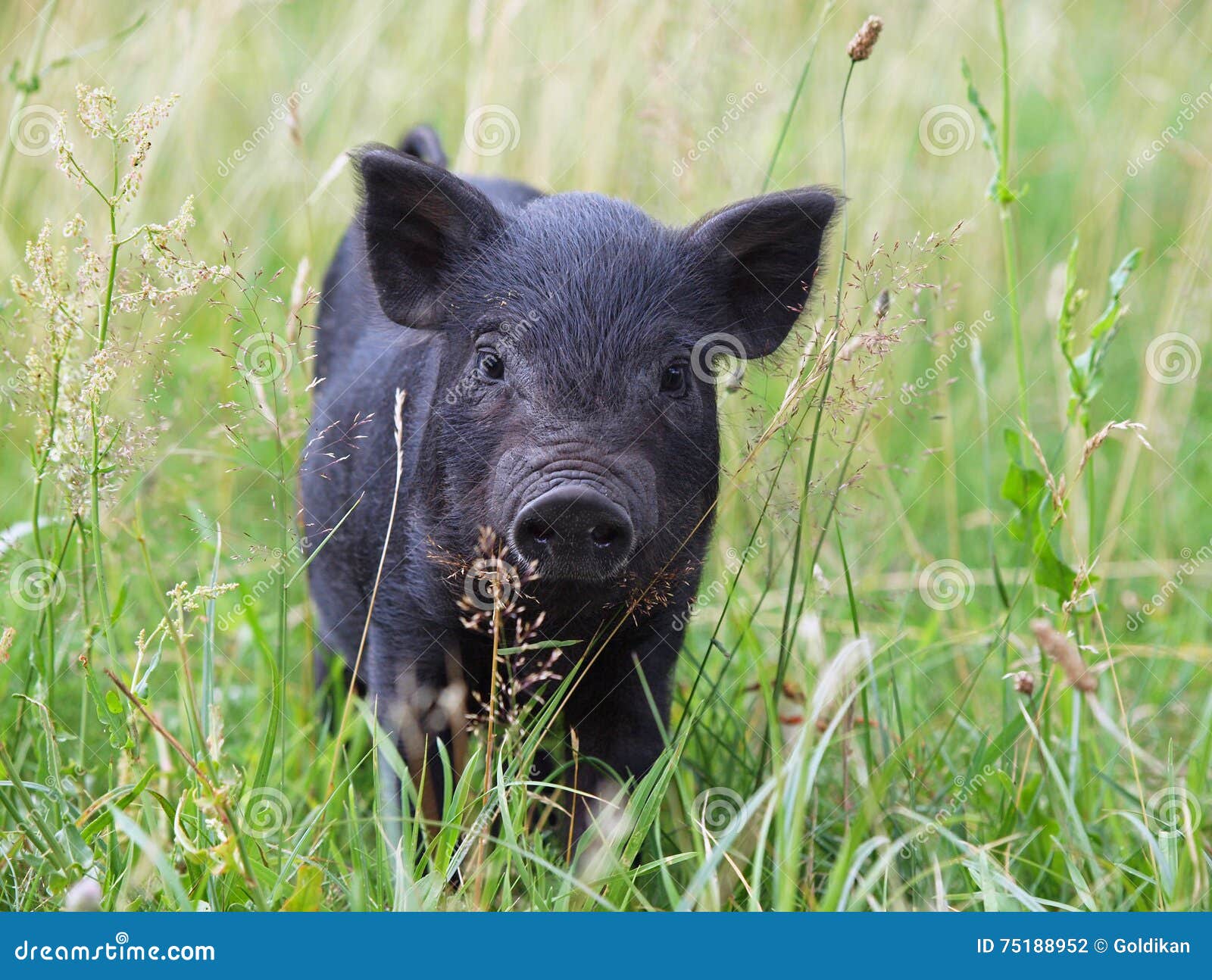 Schwarzes Minischwein Im Gras Stockfoto - Bild von schwein, weide: 75188952