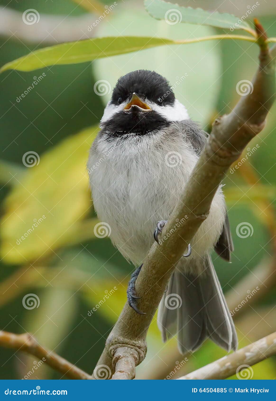 Schwarzes Mit Einer Kappe Bedeckter Chickadee - Parus Atricapillus ...