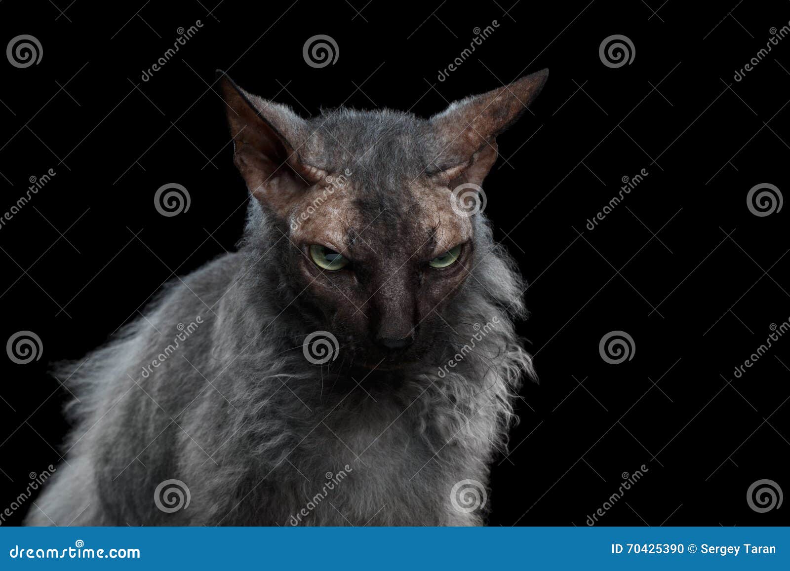 Schwarzes Nahaufnahme-Werwolf Sphynx Cat Angry Looking in Camera ...
