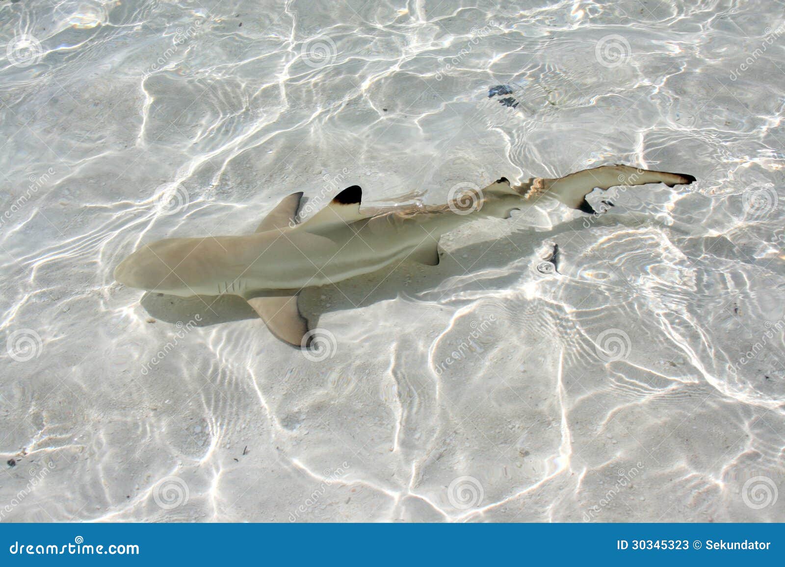 Schwarzspitzen-Riffhai stockbild. Bild von meer, schwimmen - 30345323