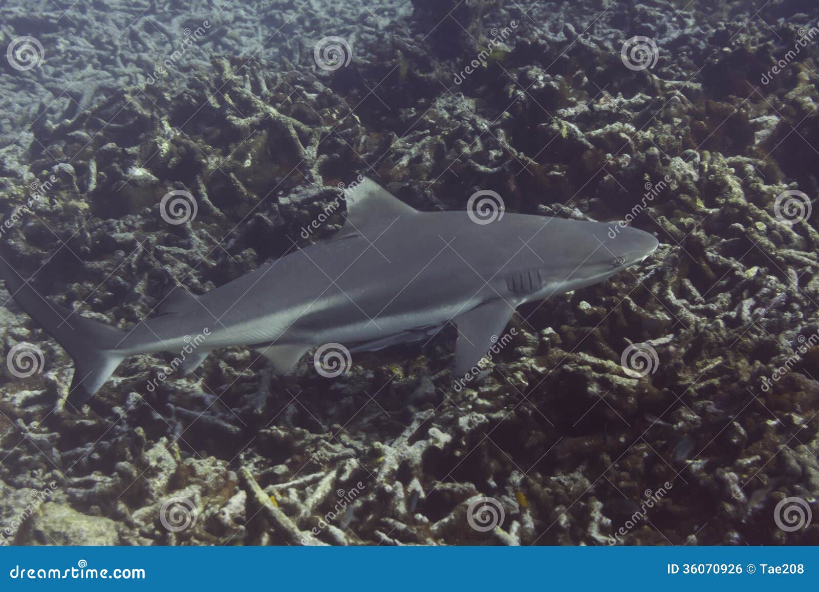 Schwarzspitzen-Riffhai (Carcharhinus Melanopterus) Stockfoto - Bild von ...