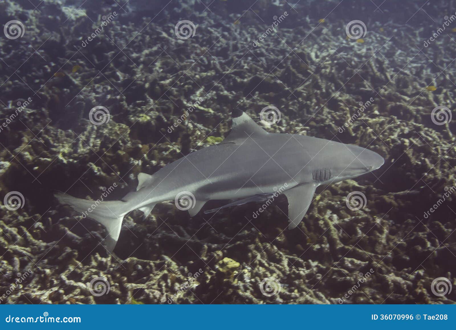 Schwarzspitzen-Riffhai (Carcharhinus Melanopterus) Stockfoto - Bild von ...