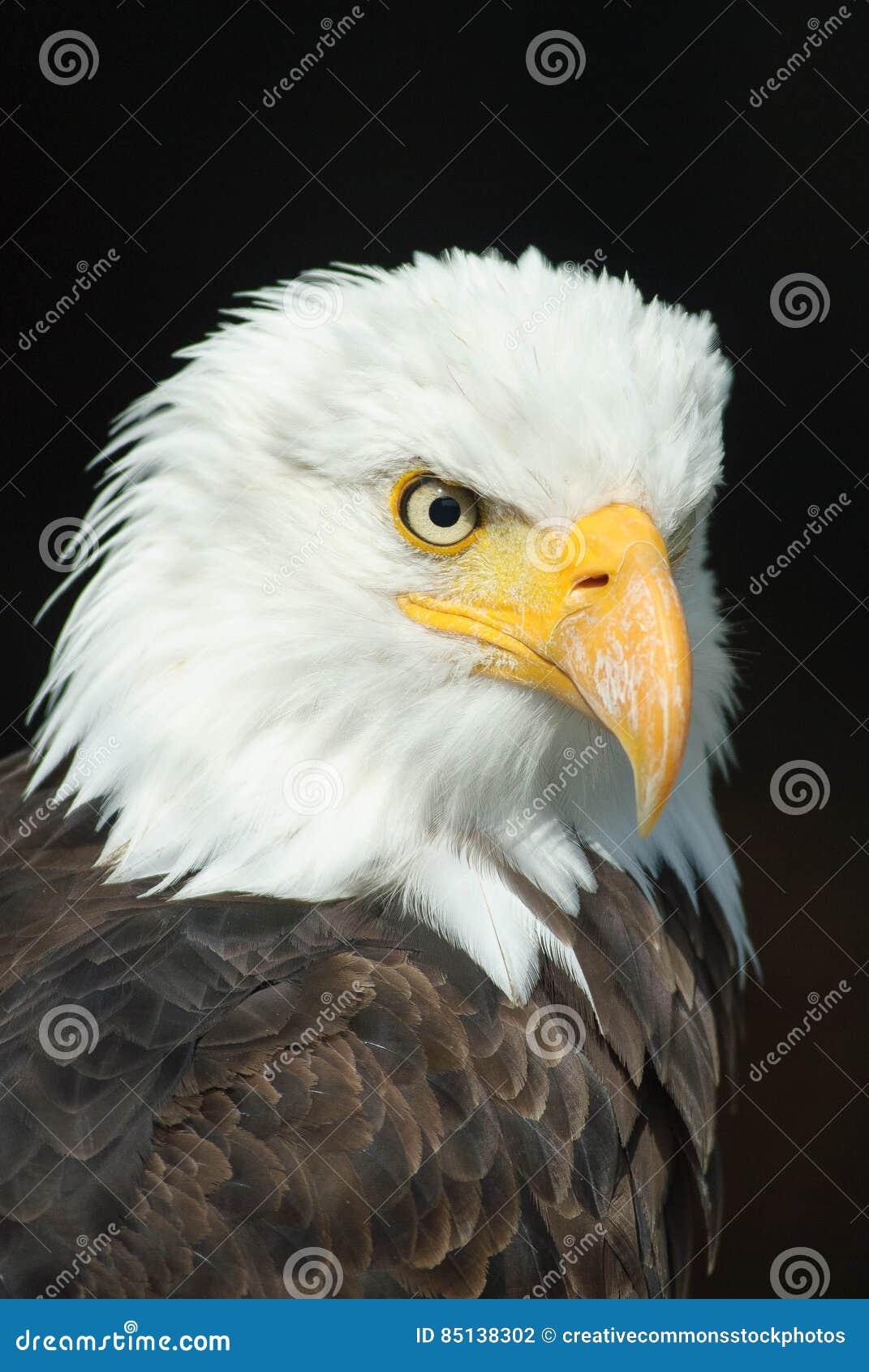 Schwarzweiss-Adler Bild. Bild: 85138302