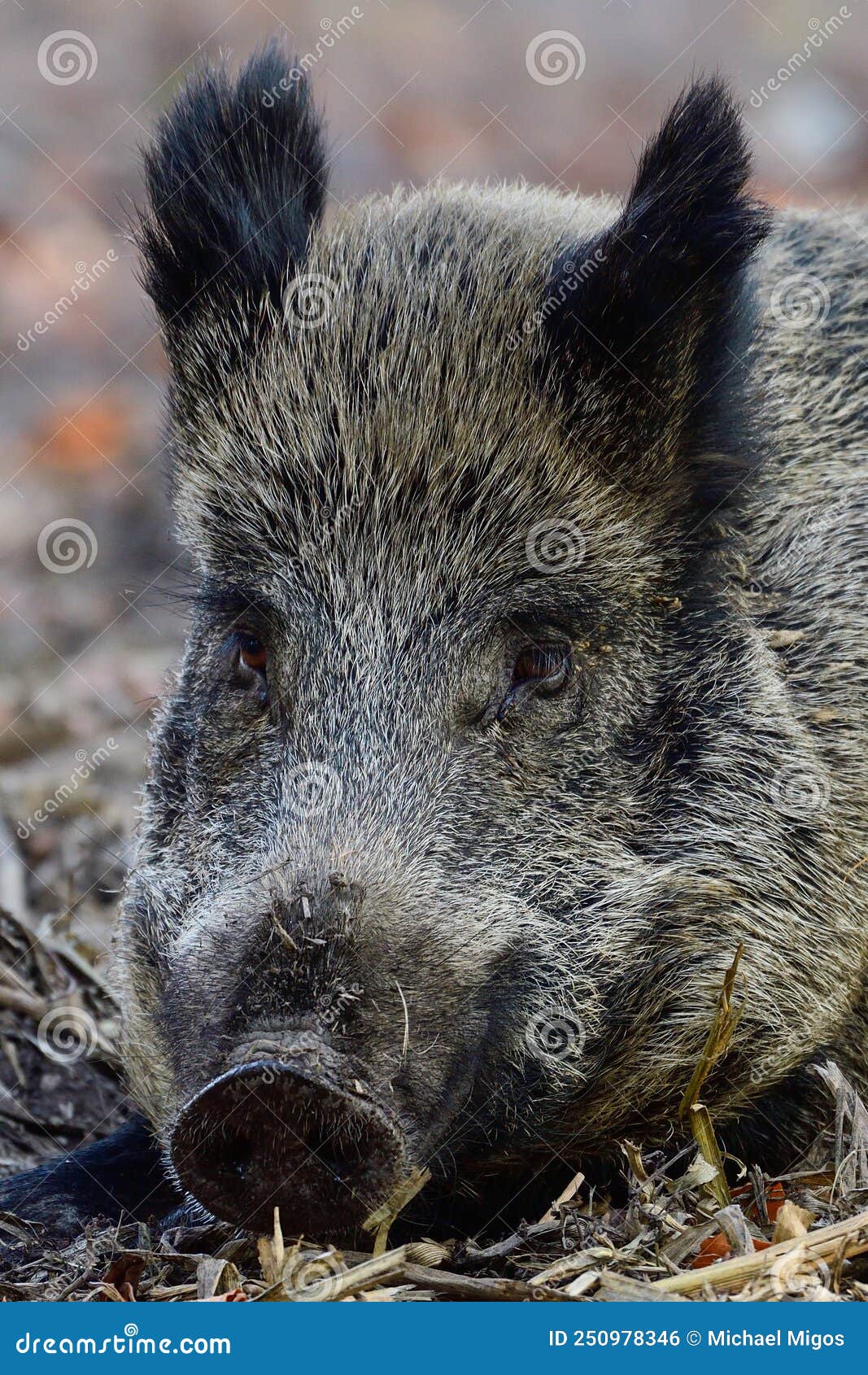 Wild Boar Female Lies on Forest Floor and Wakes Up Stock Photo - Image ...