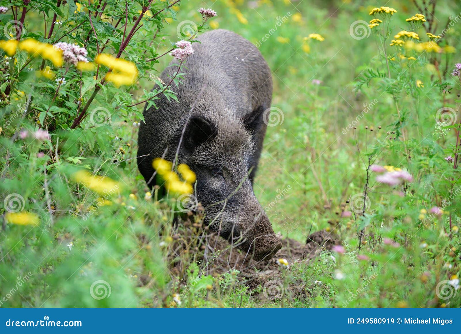 Wild Boar Female Burrows in Forest Soil for Food Stock Image - Image of ...