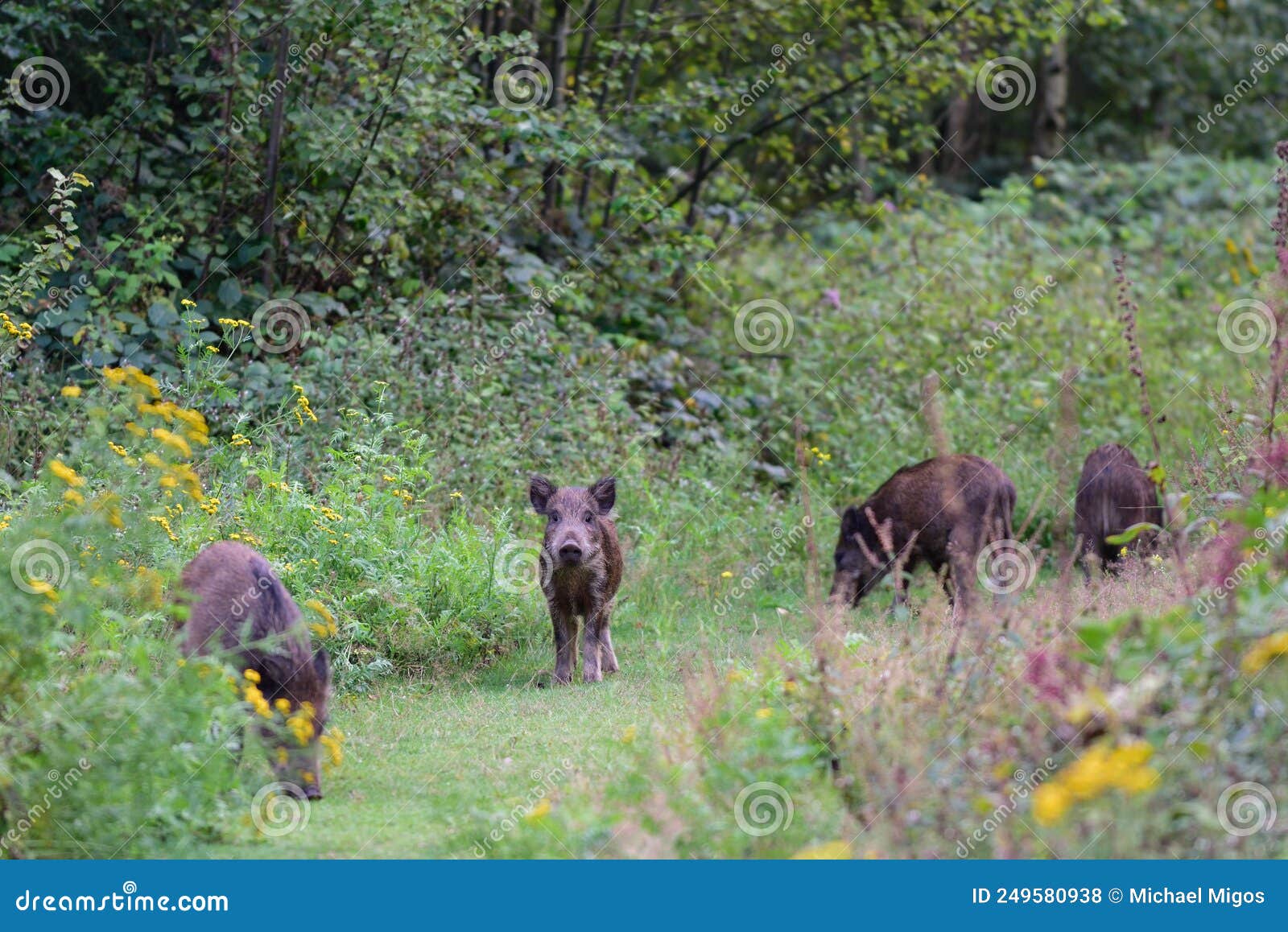 Wild Boar Pack Looking for Food in a Forest Clearing Stock Photo ...