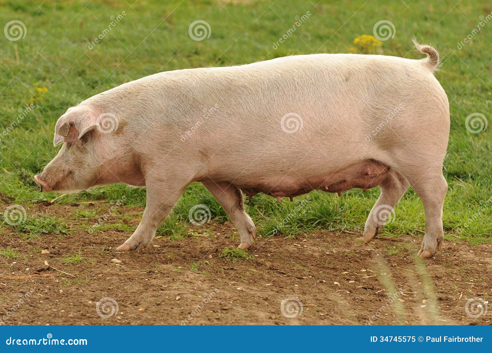 Schwein stockbild. Bild von seite, ansicht, wege, gras - 34745575