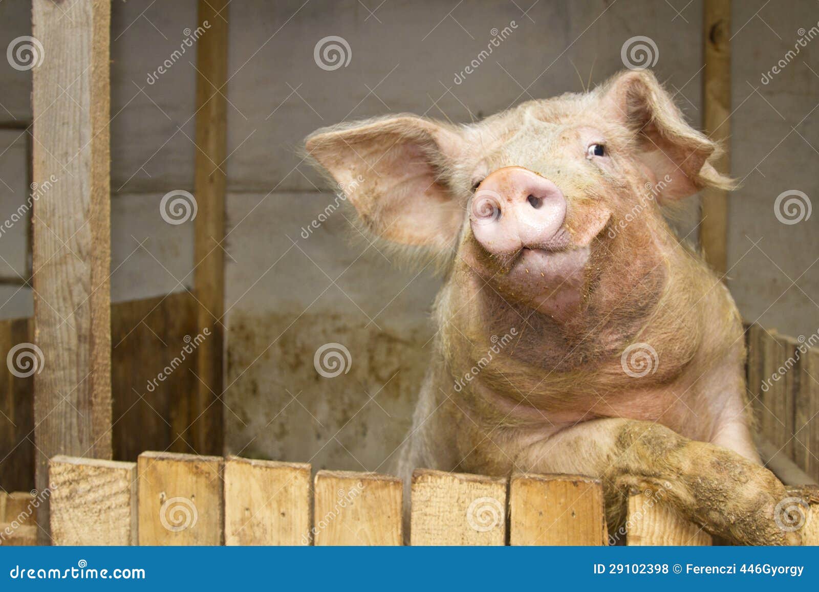 Schwein, das oben steht stockfoto. Bild von schweinefleisch - 29102398