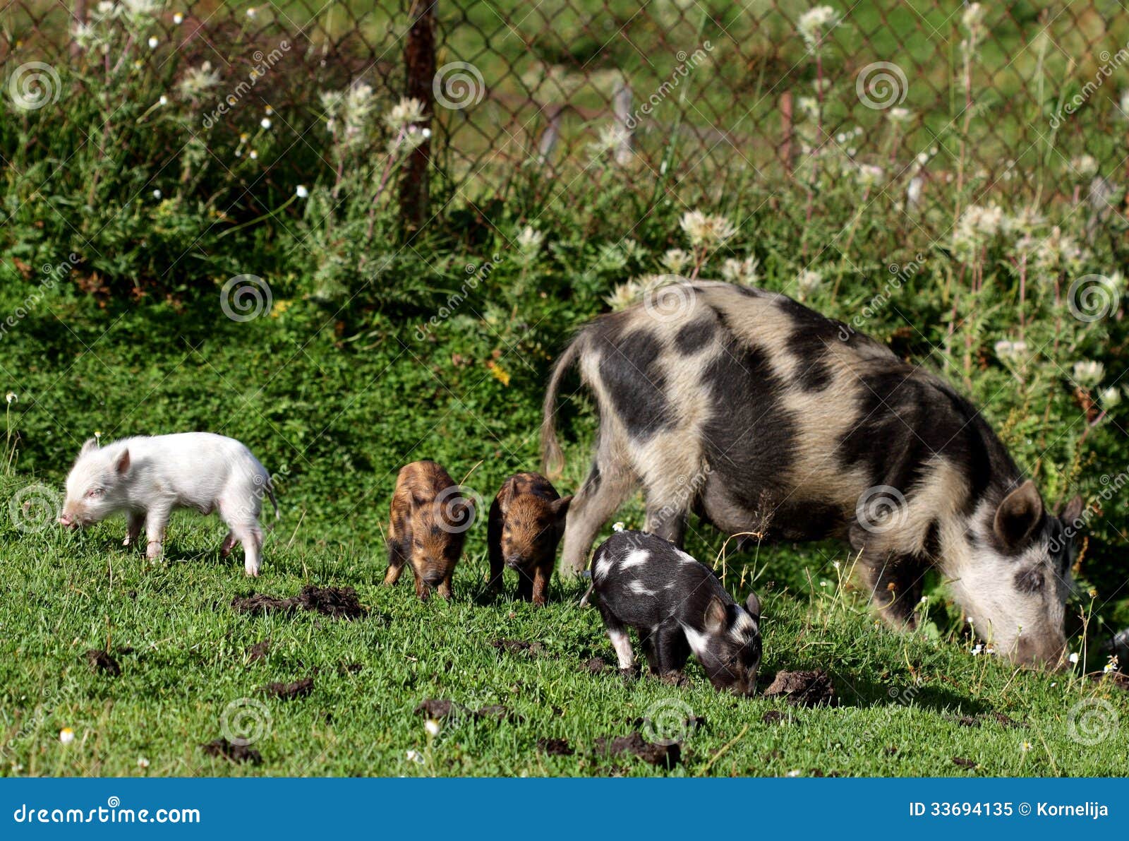 Schwein und Ferkel stockbild. Bild von landwirtschaft - 33694135