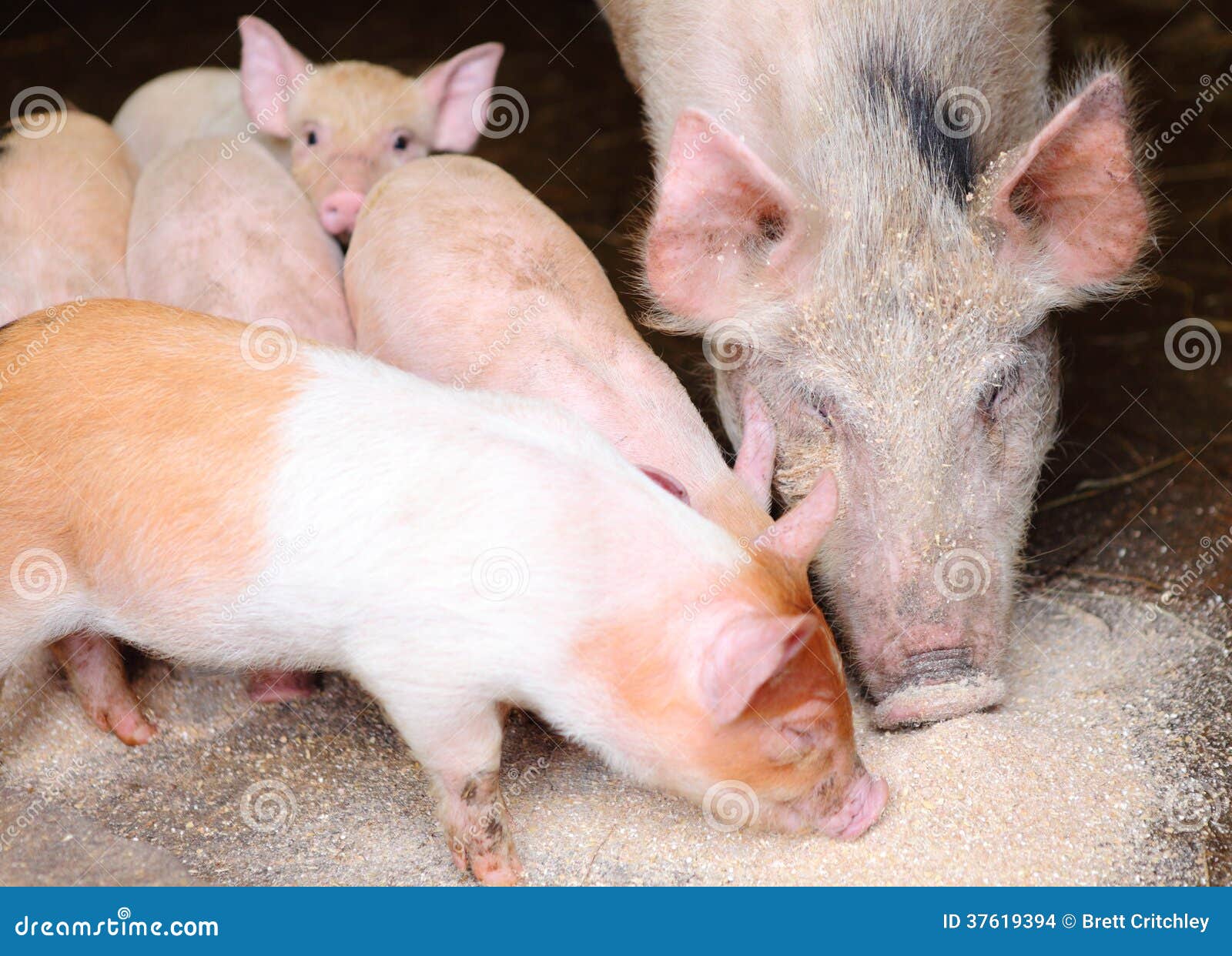 Schwein Und Ferkel, Die Schweinefutter Essen Stockfoto - Bild von vieh ...