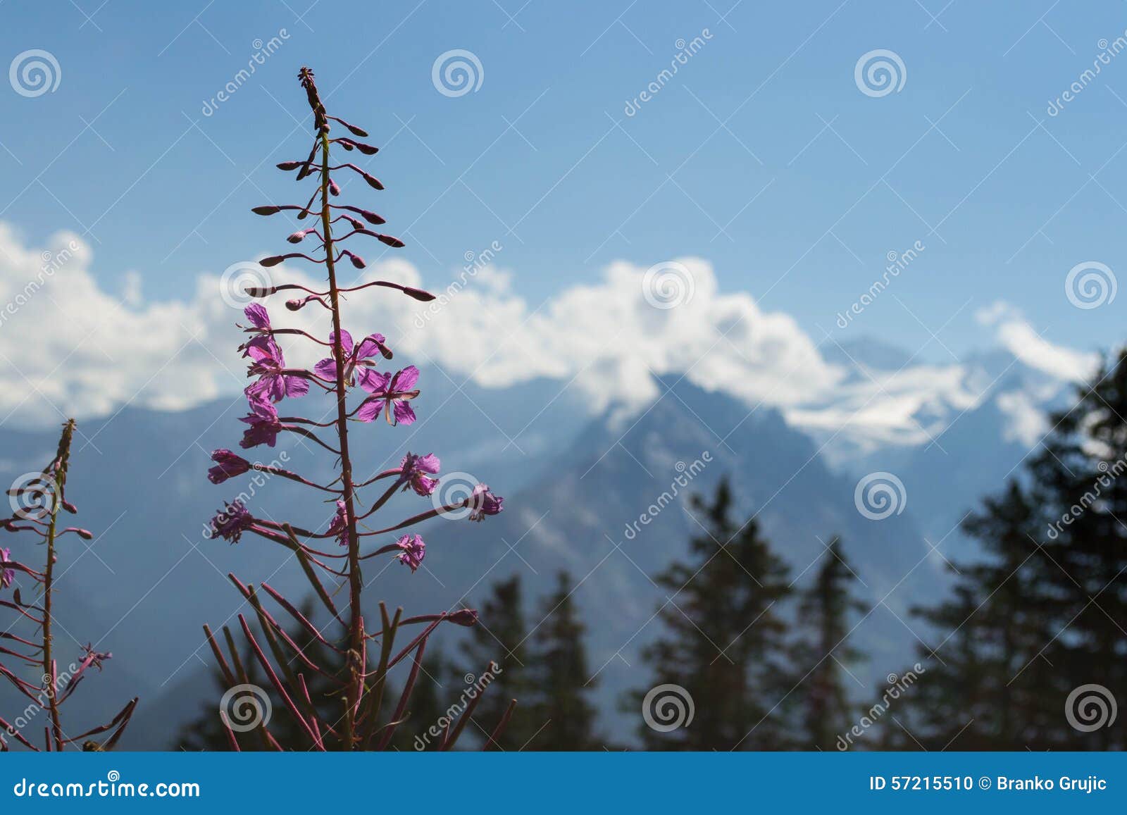 Schweizer Alpenblumen stockfoto. Bild von schweiz, panorama - 57215510