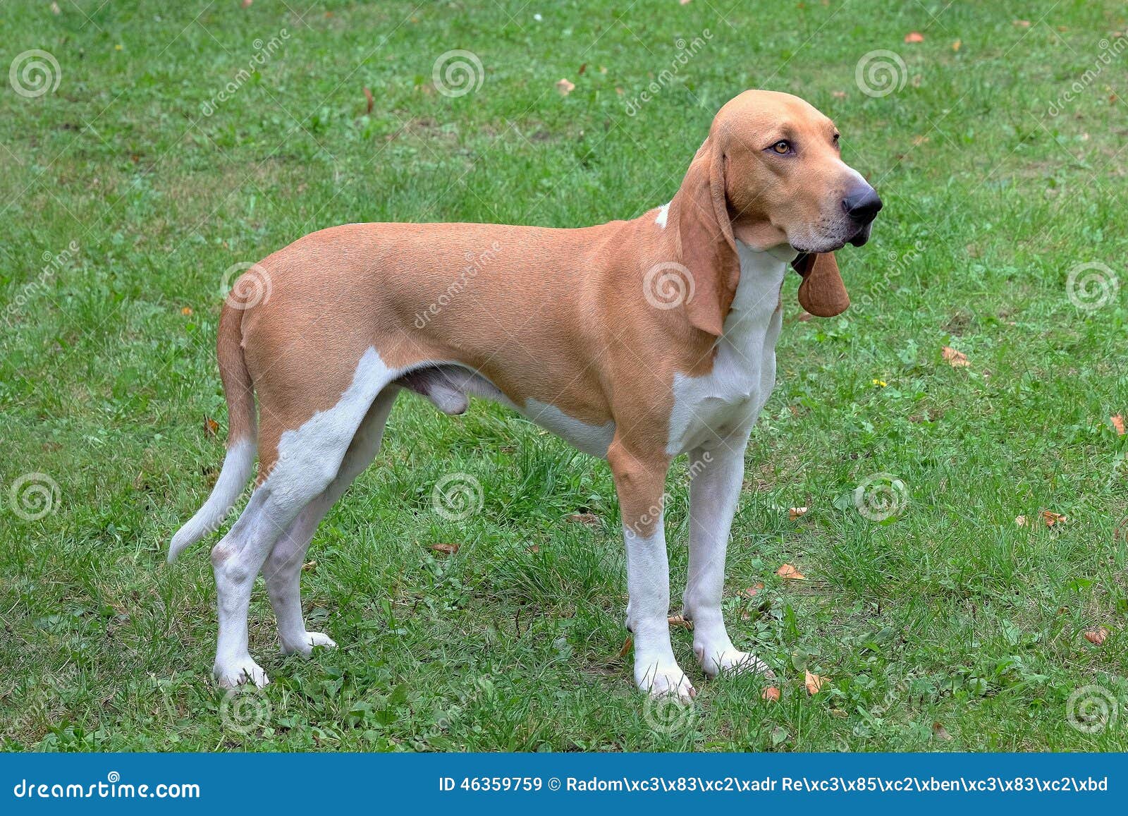 Schweizer-Jagdhund stockbild. Bild von nett, haustiere - 46359759