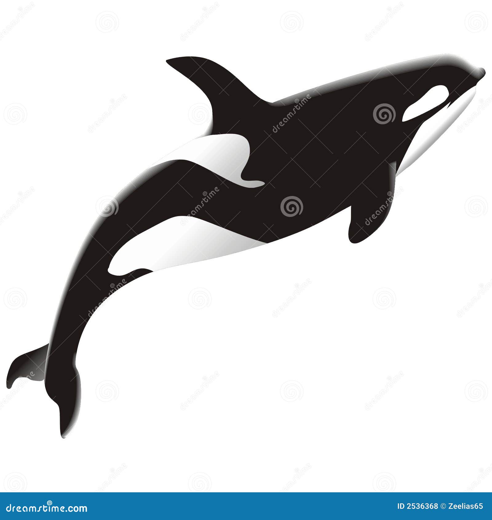 Schwertwal stock abbildung. Illustration von fleischfressend - 2536368