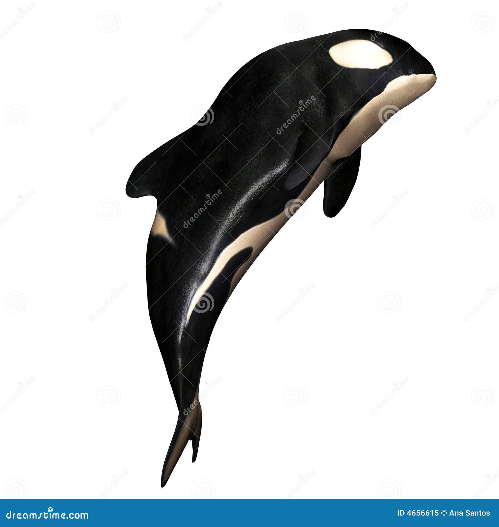 Schwertwal stock abbildung. Illustration von hintergrund - 4656615