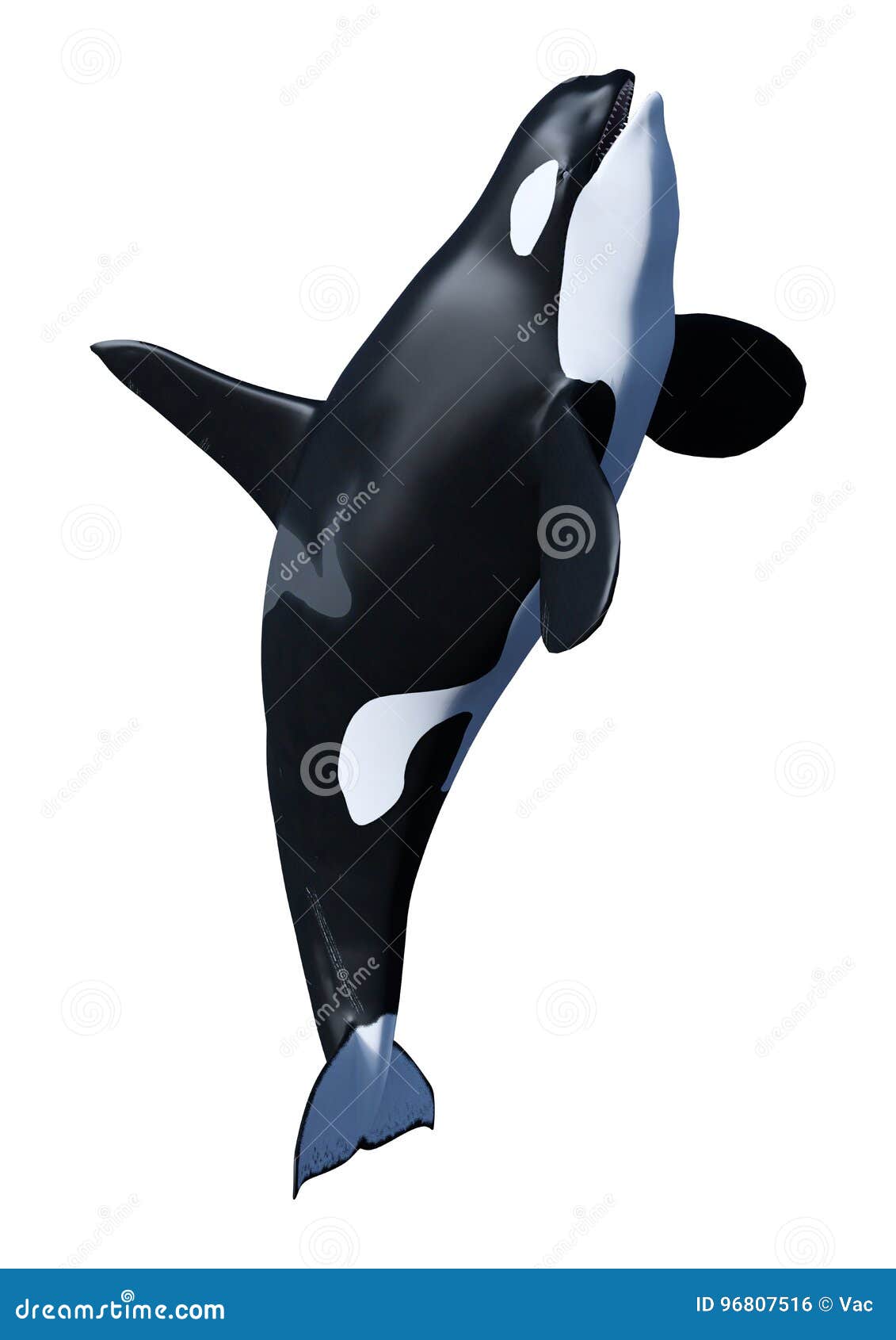 Schwertwal-Killerwal Der Wiedergabe-3D Auf Weiß Stock Abbildung ...