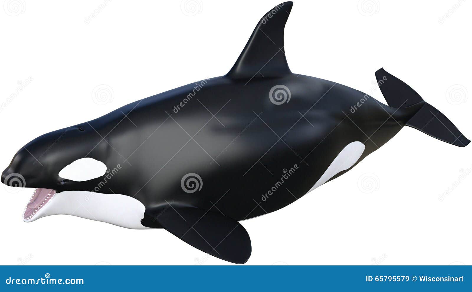 Schwertwal-Killerwal-Illustration Lokalisiert Stockbild - Illustration ...