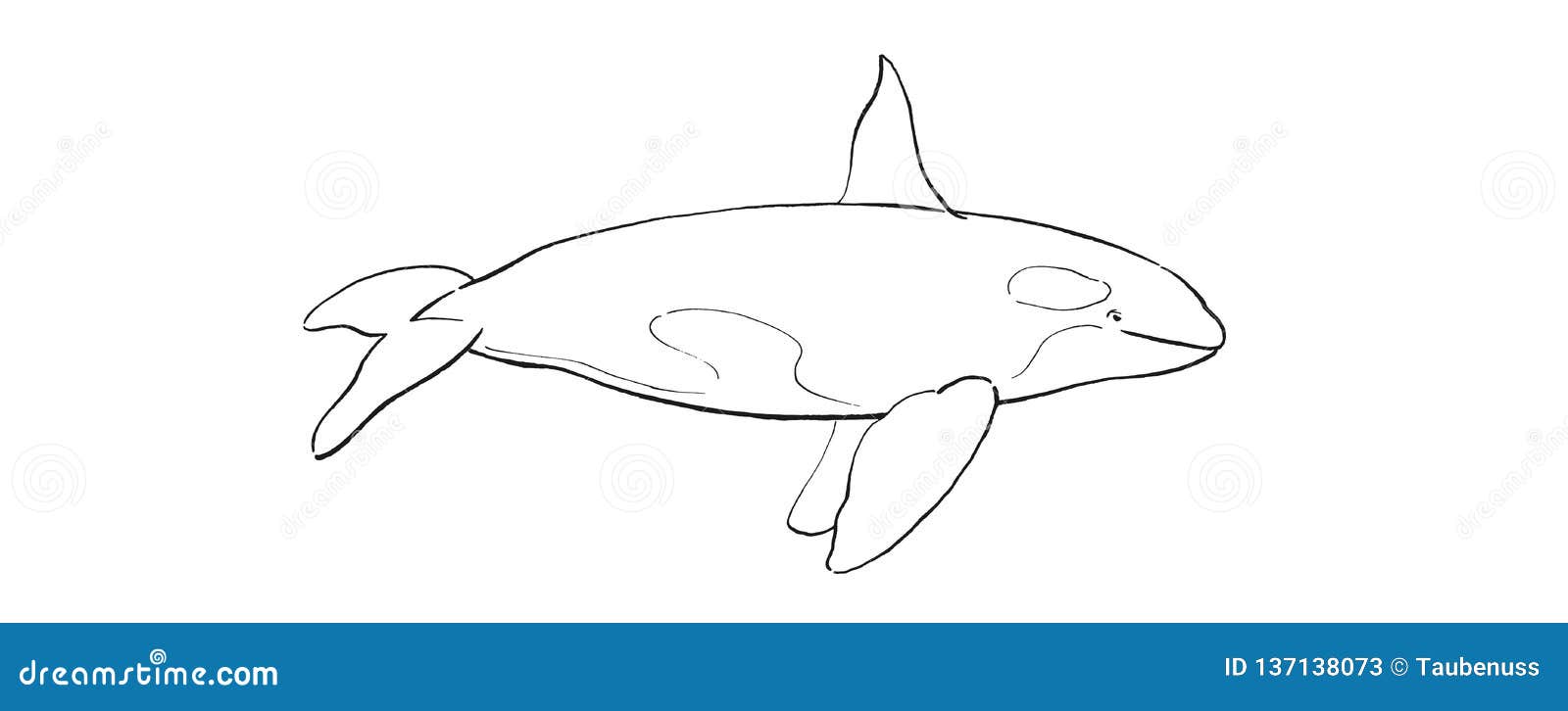 Hand-drawn Illustration of an Orca Whale Orcinus Orca Stock Vector ...