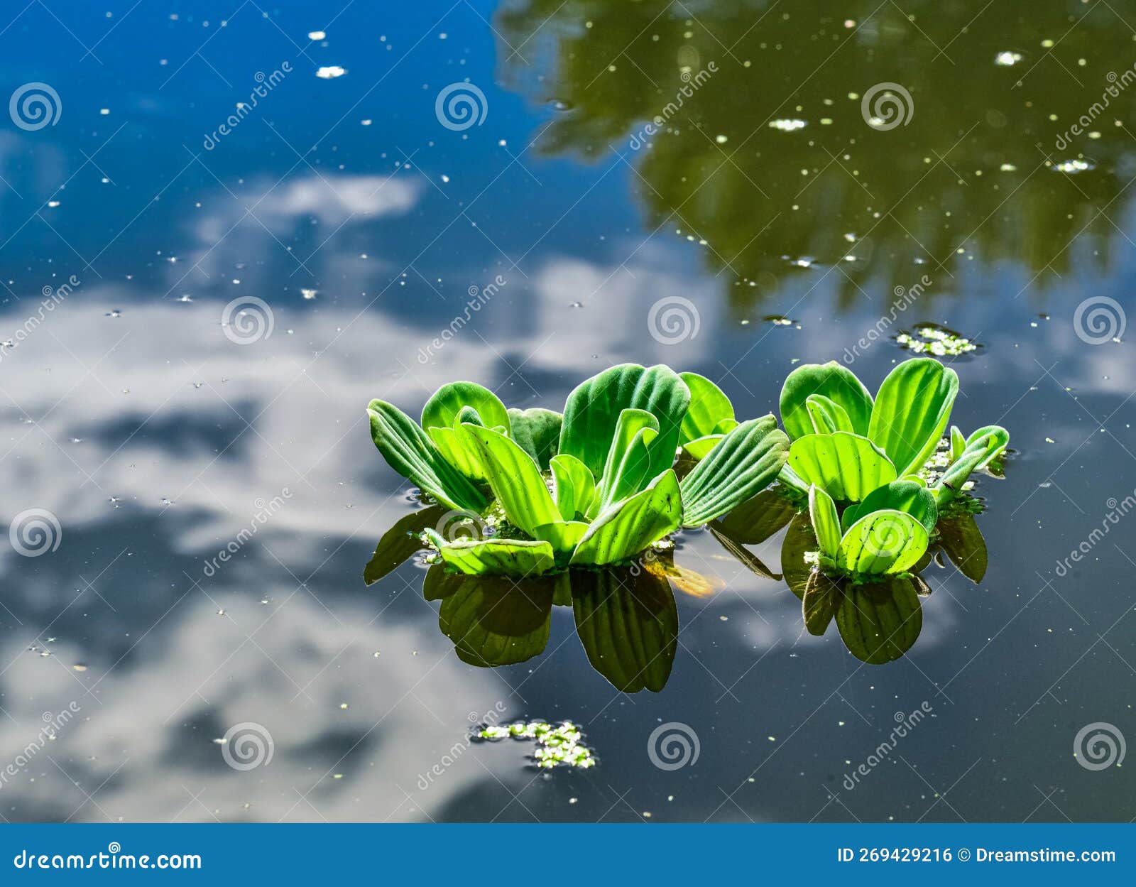 Schwimmende Wasserpflanzen Pistia Stratiotes Zwischen Entenkraut Und