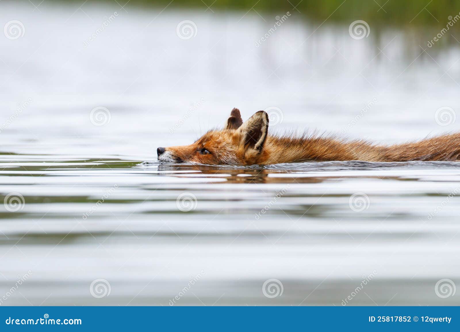 Schwimmender roter Fuchs stockfoto. Bild von säugetier - 25817852