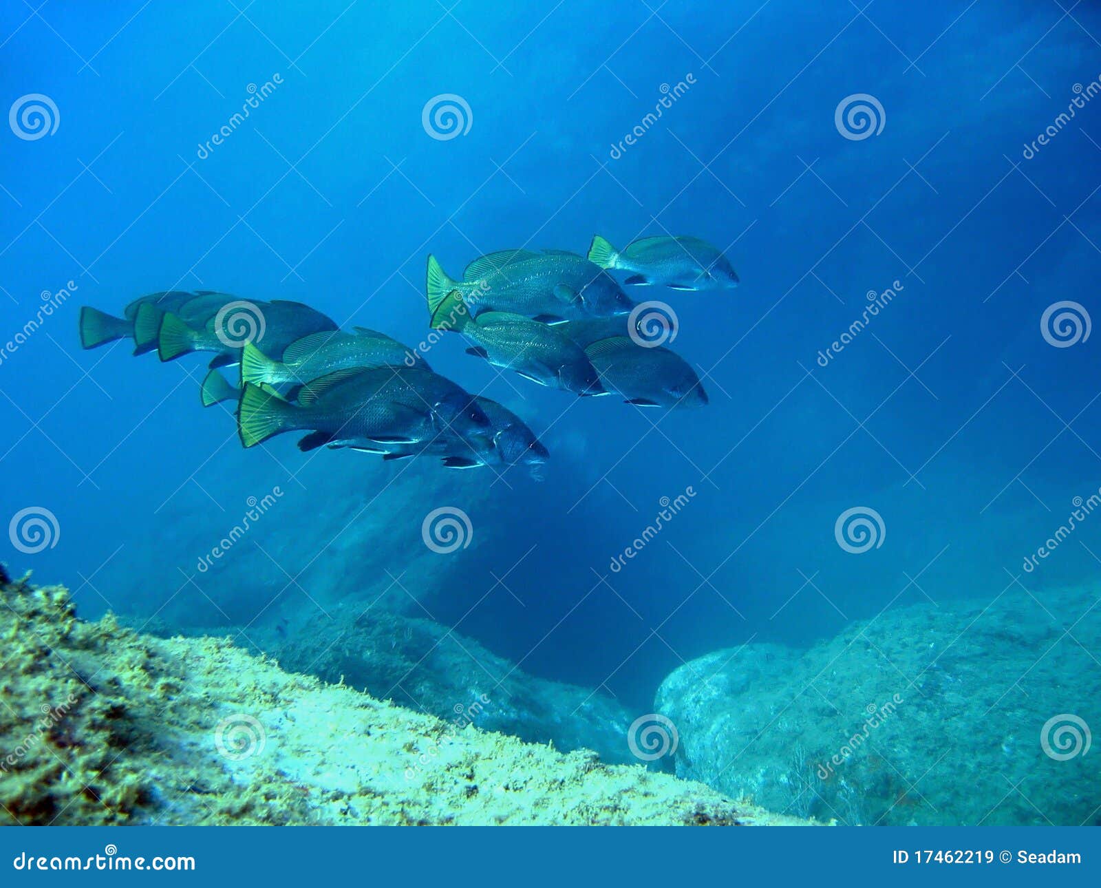 Sciaena umbra stock image. Image of ocean, marine, diving - 17462219