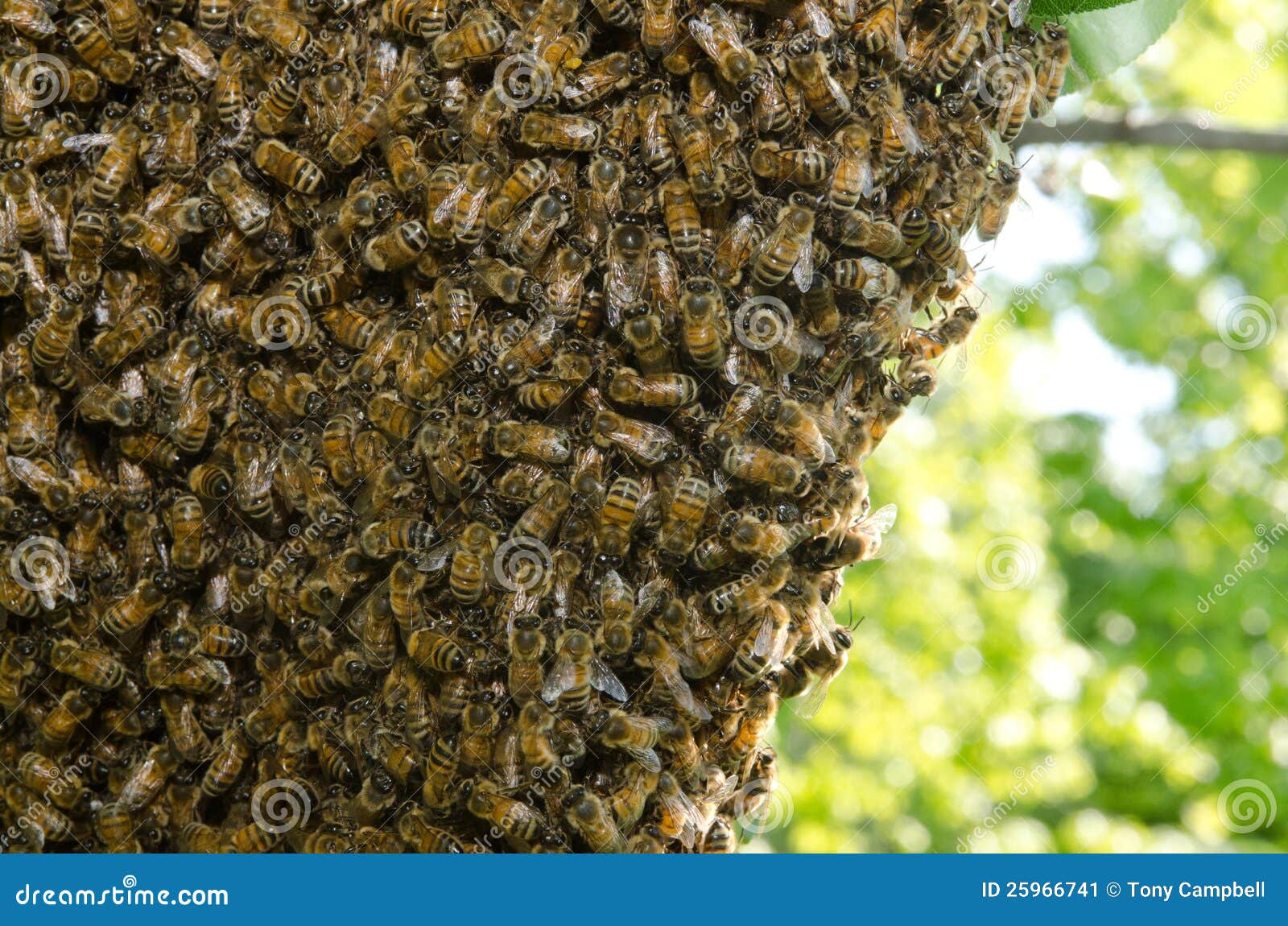 Sciame degli api del miele immagine stock. Immagine di natura - 25966741