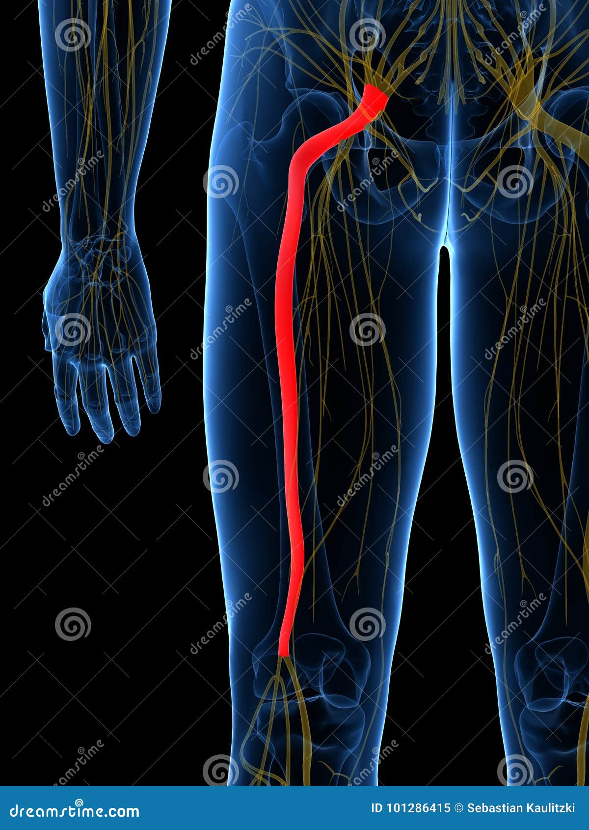 Painful Sciatic Nerve Royalty-Free Cartoon | CartoonDealer.com #57505034