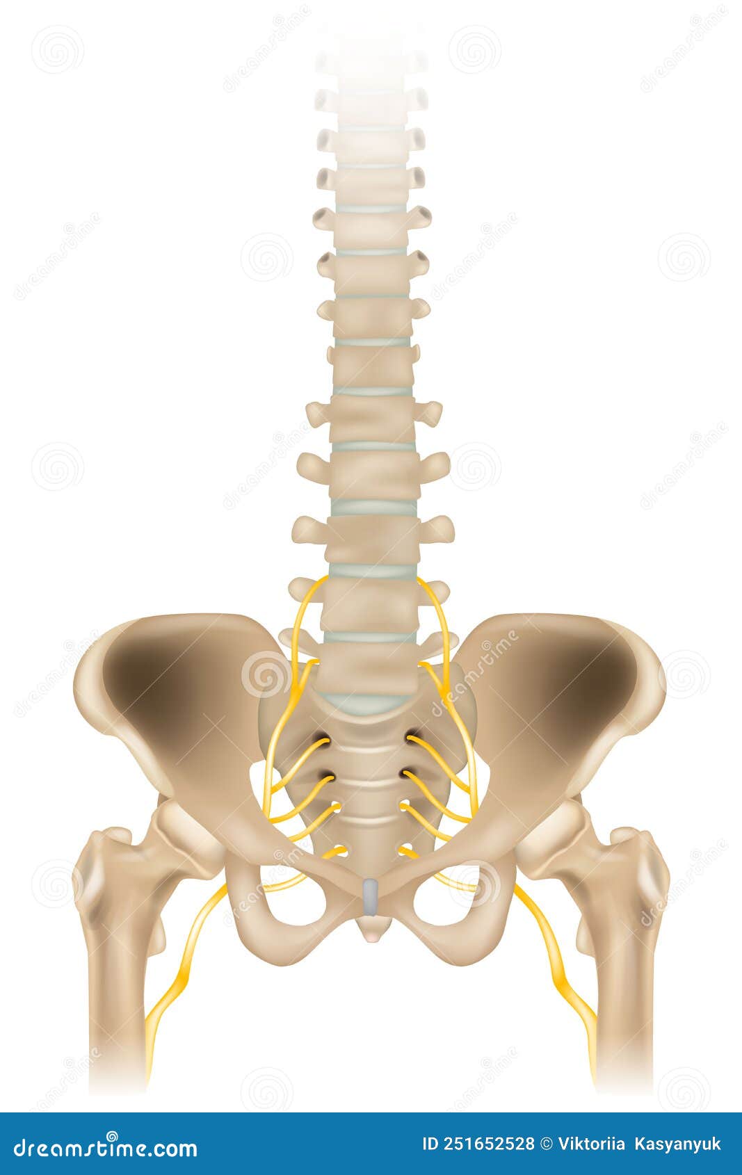 Sciatic Nerve or Ischiadic Nerve. Medical Illustration of the Human ... Sciatic Nerve or Ischiadic Nerve. Medical Illustration of the Human ...