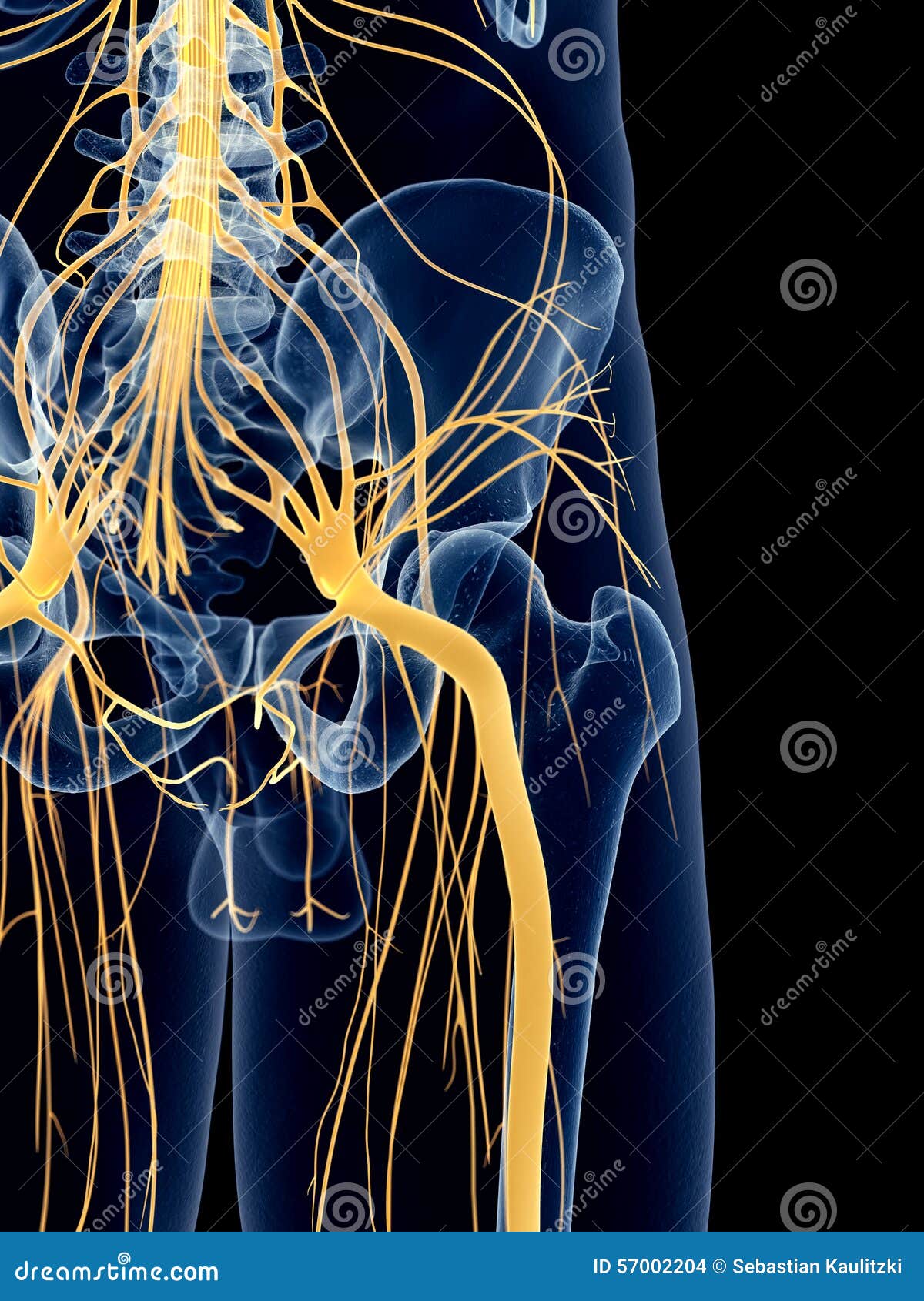 The sciatic nerve stock illustration. Illustration of biology - 57002204