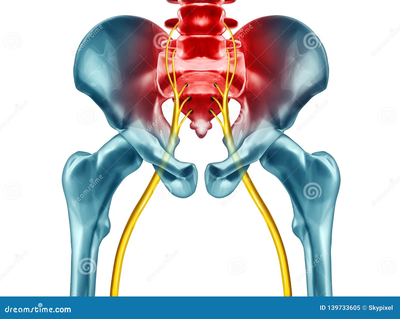 Sciatic Nerve Pain stock illustration. Illustration of anatomy - 139733605