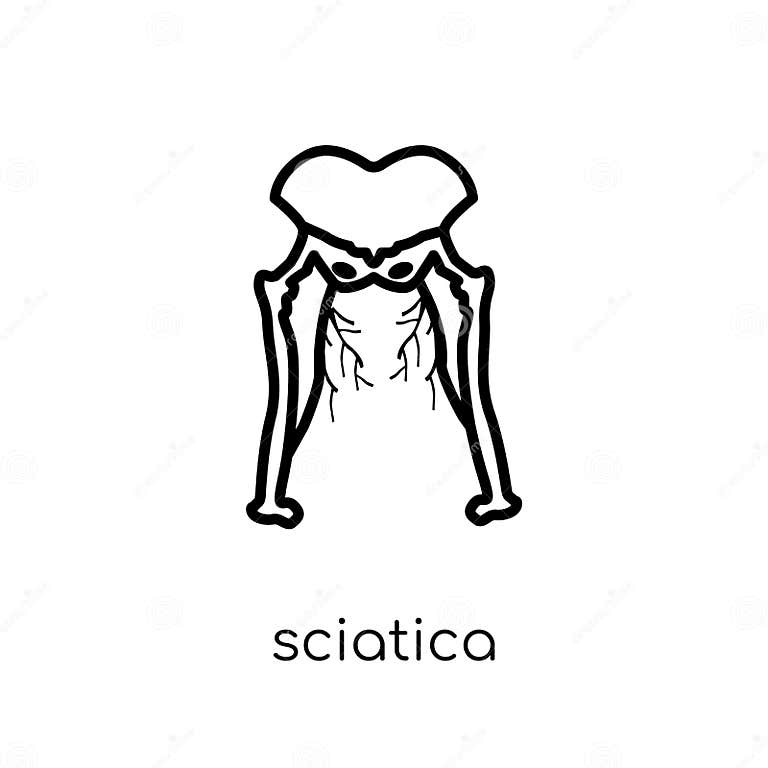 Sciatica Icon. Trendy Modern Flat Linear Vector Sciatica Icon on Stock ...