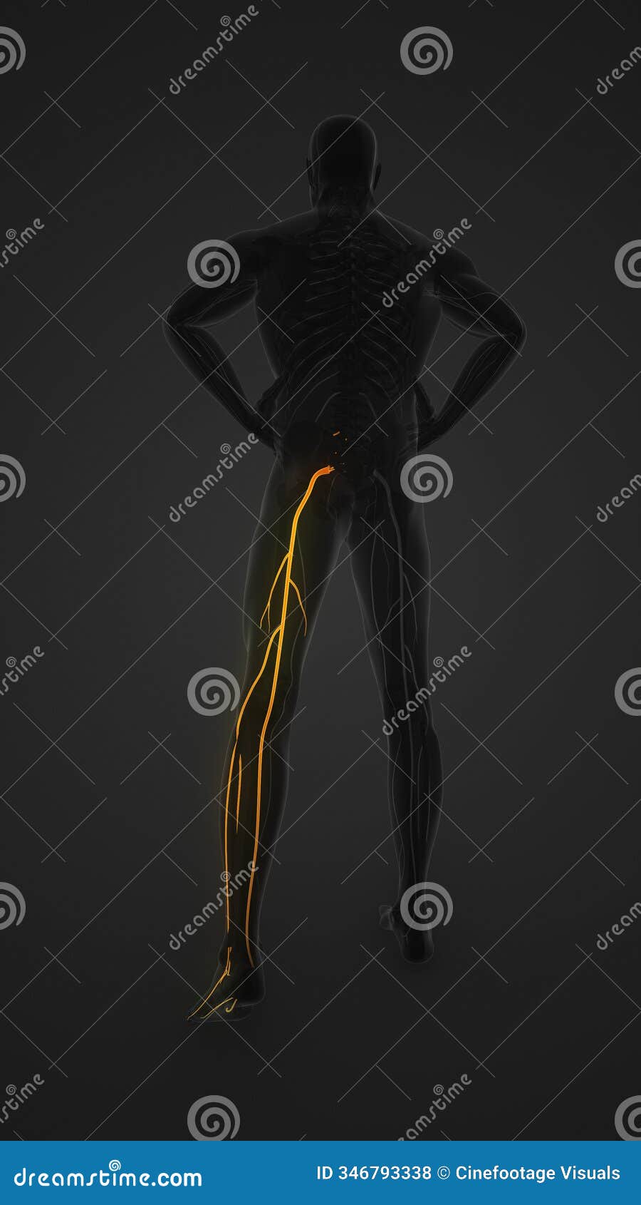 Sciatica Nerve Highlighted in Human Figure Stock Photo - Image of ...