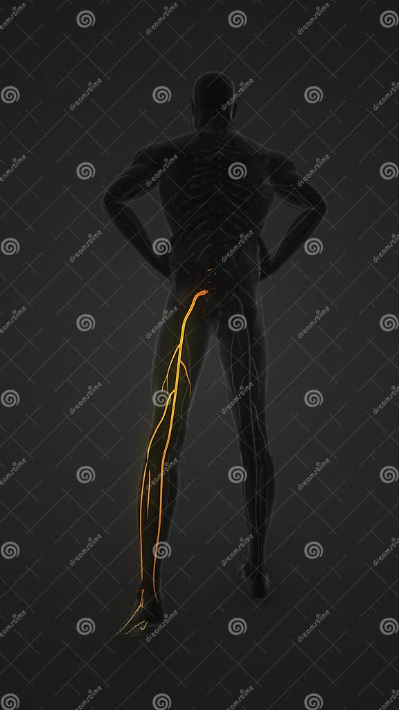 Sciatica Nerve Highlighted in Human Figure Stock Photo - Image of ...