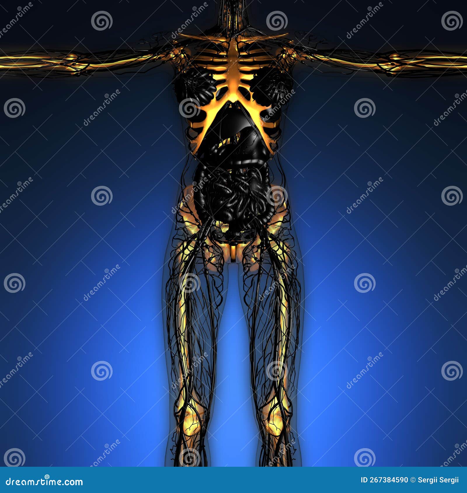 Science Anatomy of Human Body in X-ray with Glow Skeleton Bones Stock ...
