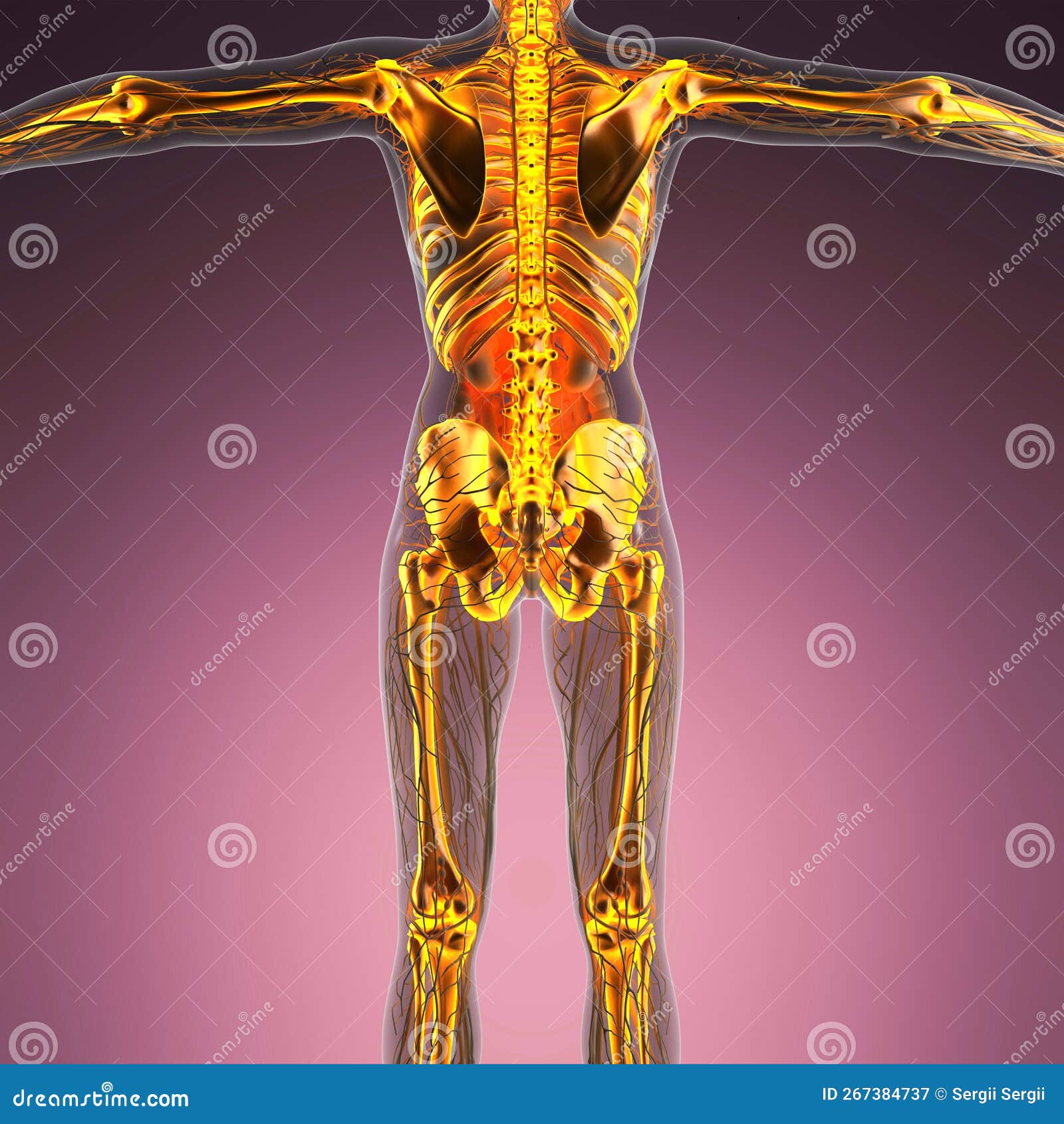 Science Anatomy of Human Body in X-ray with Glow Skeleton Bones Stock ...