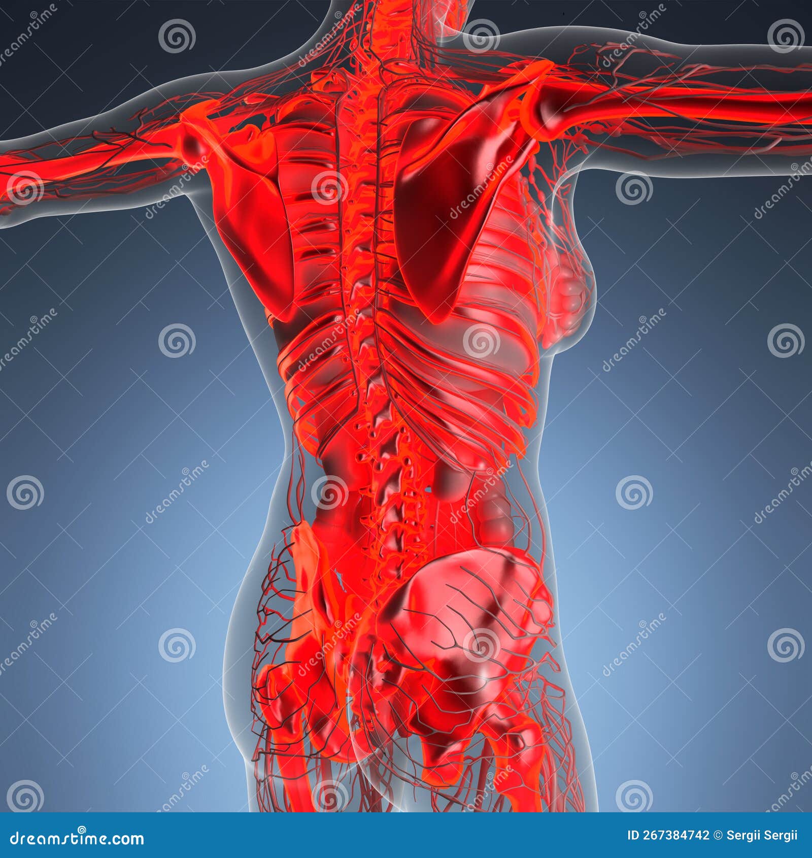 Science Anatomy of Human Body in X-ray with Glow Skeleton Bones Stock ...