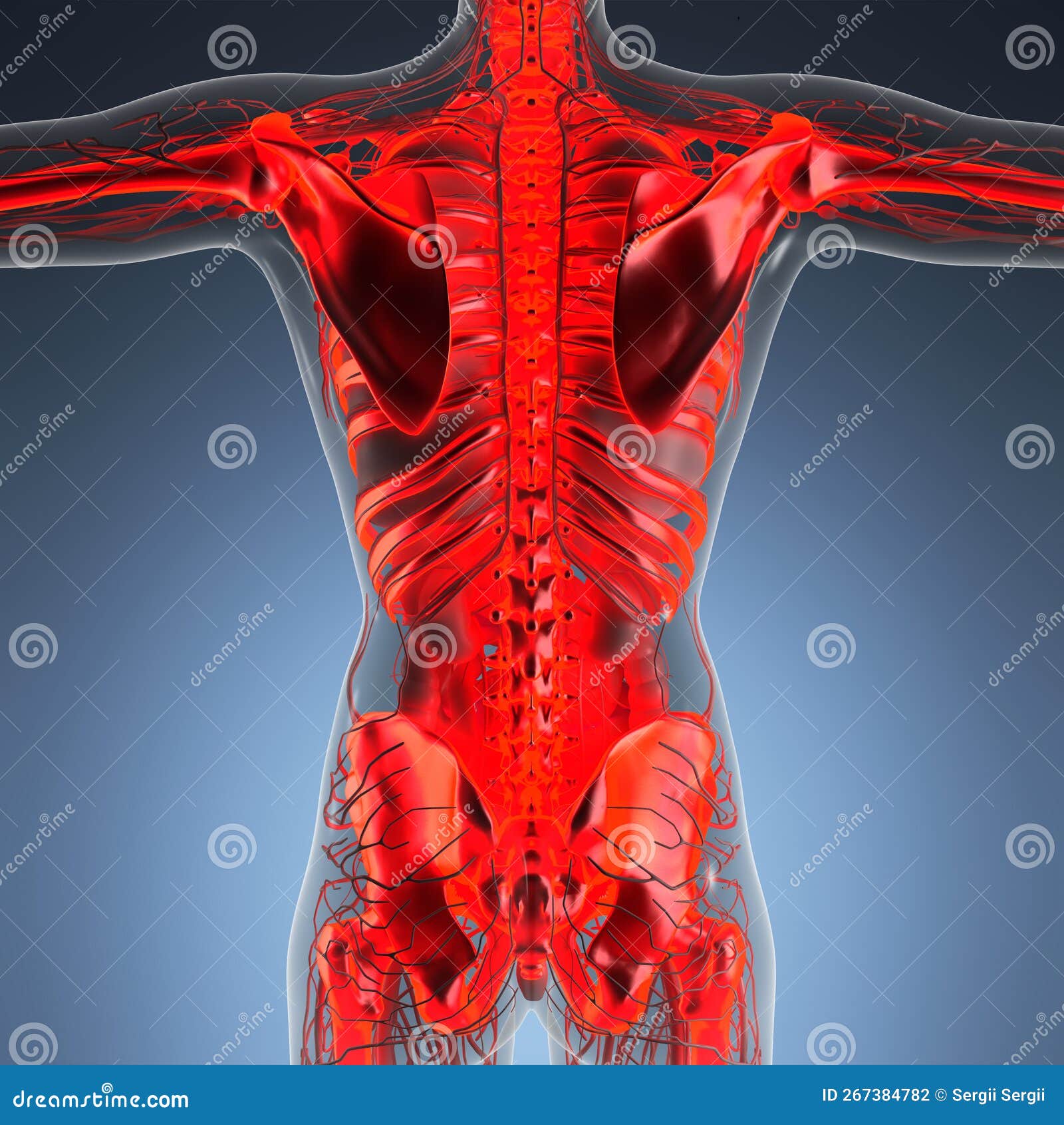 Science Anatomy of Human Body in X-ray with Glow Skeleton Bones Stock ...