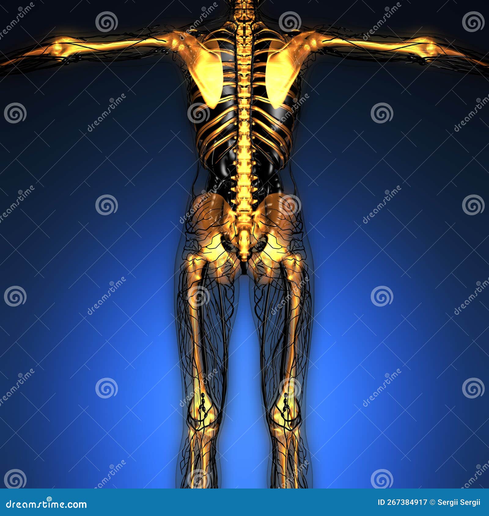Science Anatomy of Human Body in X-ray with Glow Skeleton Bones Stock ...