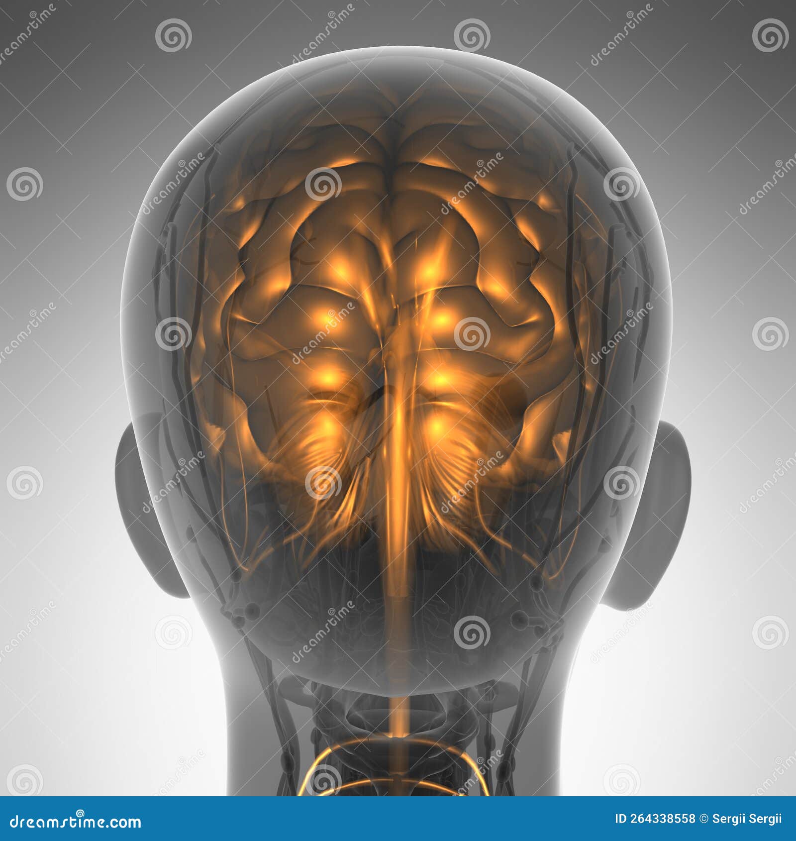 Science Anatomy of Human Brain in X-ray Stock Illustration ...
