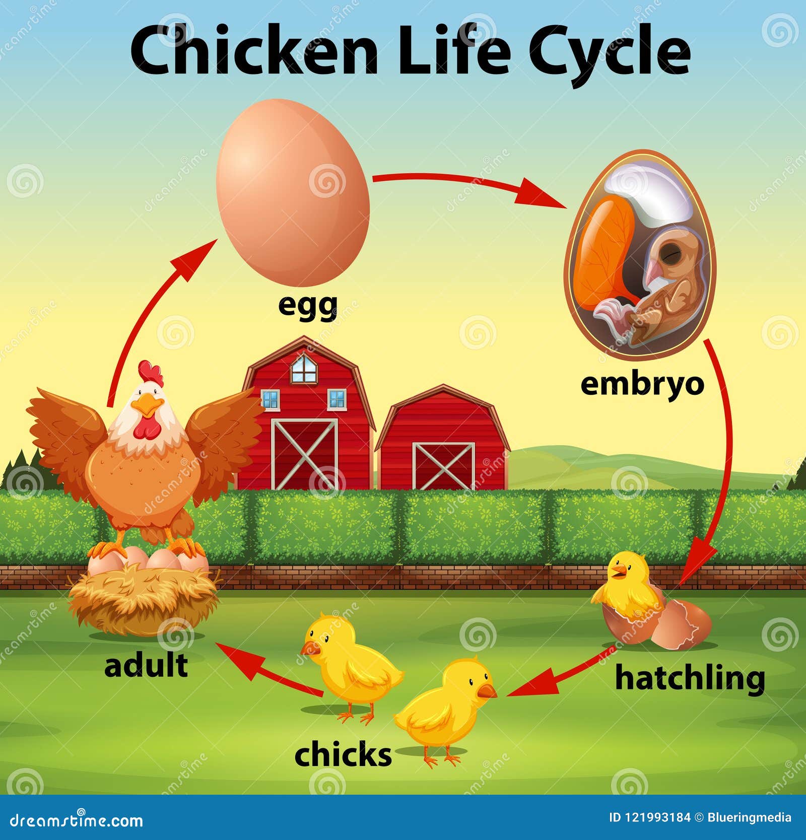 Science chicken life cycle stock vector. Illustration of baby - 121993184