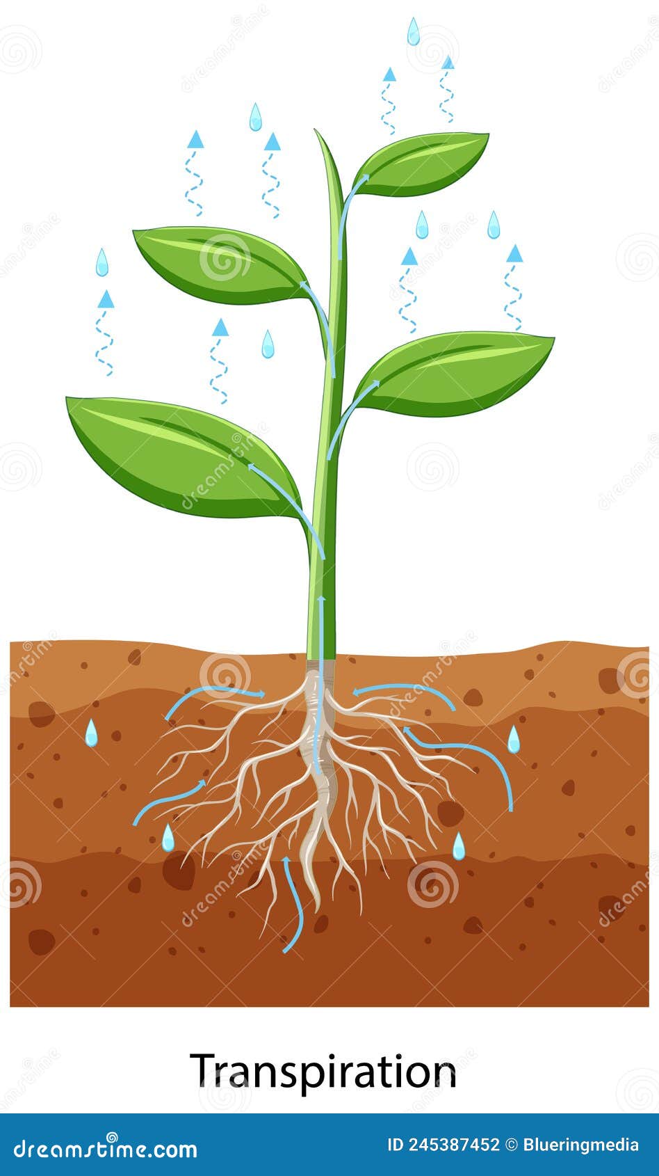 Science Concept with Transpiration in Leaves Stock Vector ...