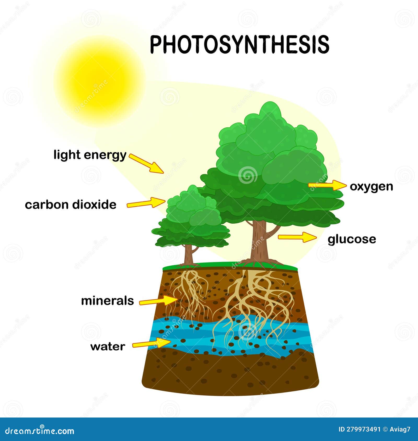 Photosynthesis Diagram. Process Of Plant Produce Oxygen. Photosynthesis ... Photosynthesis Diagram. Process Of Plant Produce Oxygen. Photosynthesis ...